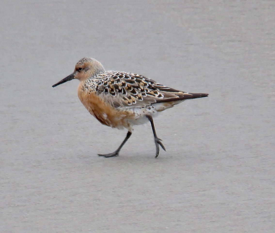 RedKnot-MollySultany-FortStevensStatePark-11May2019 | Oregon Birding ...