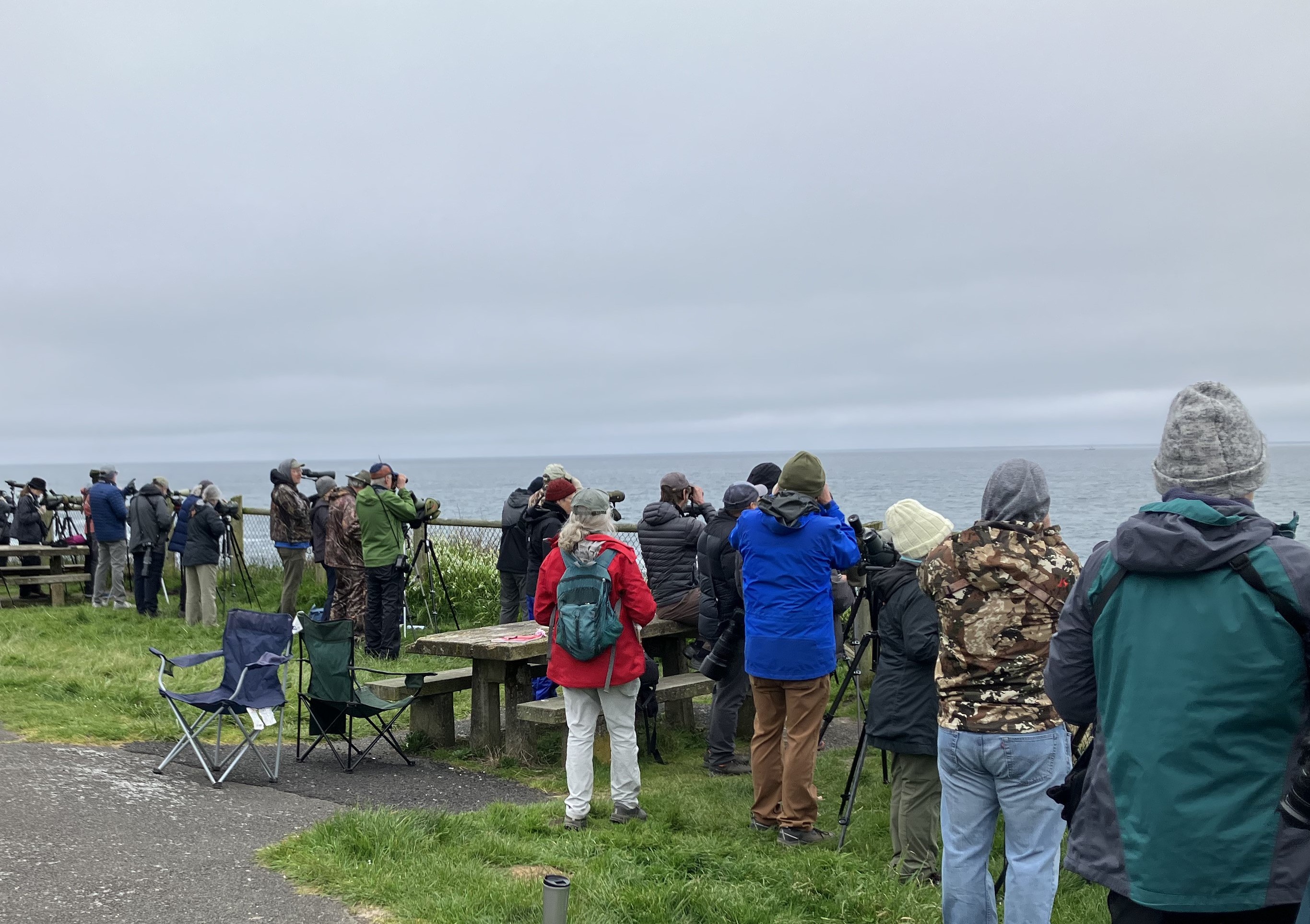 birdersatBB | Oregon Birding Association