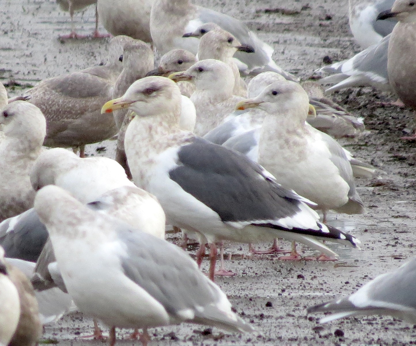Slaty-backed Gull on Long Prairie Road by Jamie Simmons | Oregon ...