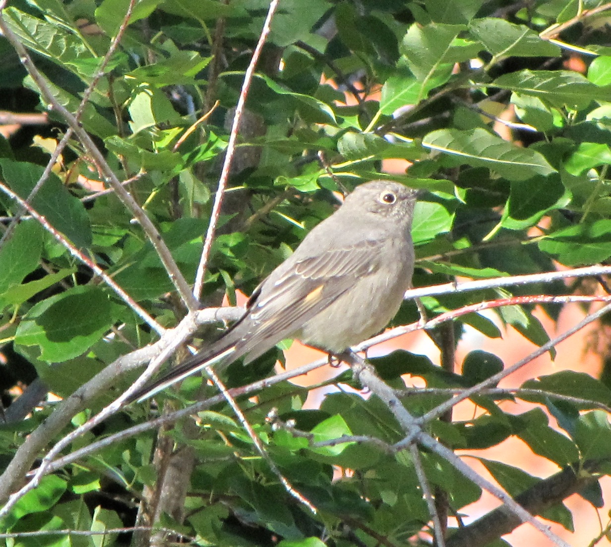 Townsend’s Solitaire 15Sep09 MHQ | Oregon Birding Association