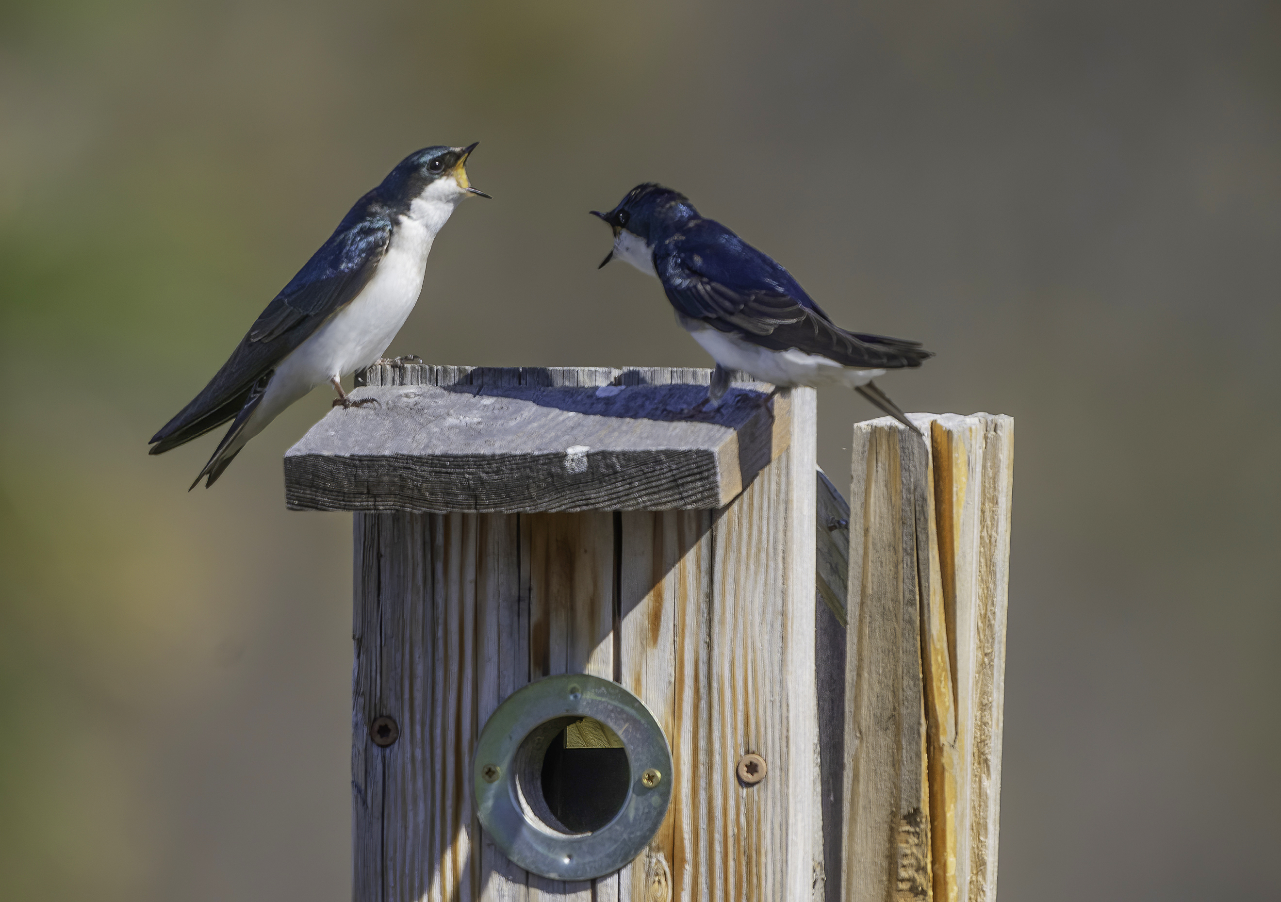 Tree Swallow | Oregon Birding Association