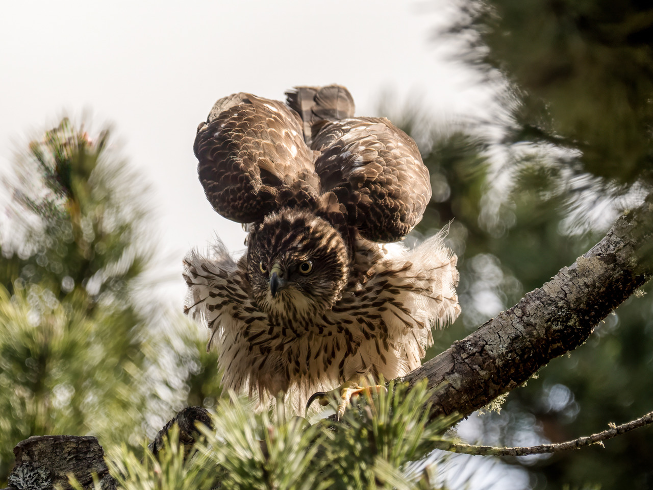 Cooper_s-Hawk-in-Lincoln-Co | Oregon Birding Association