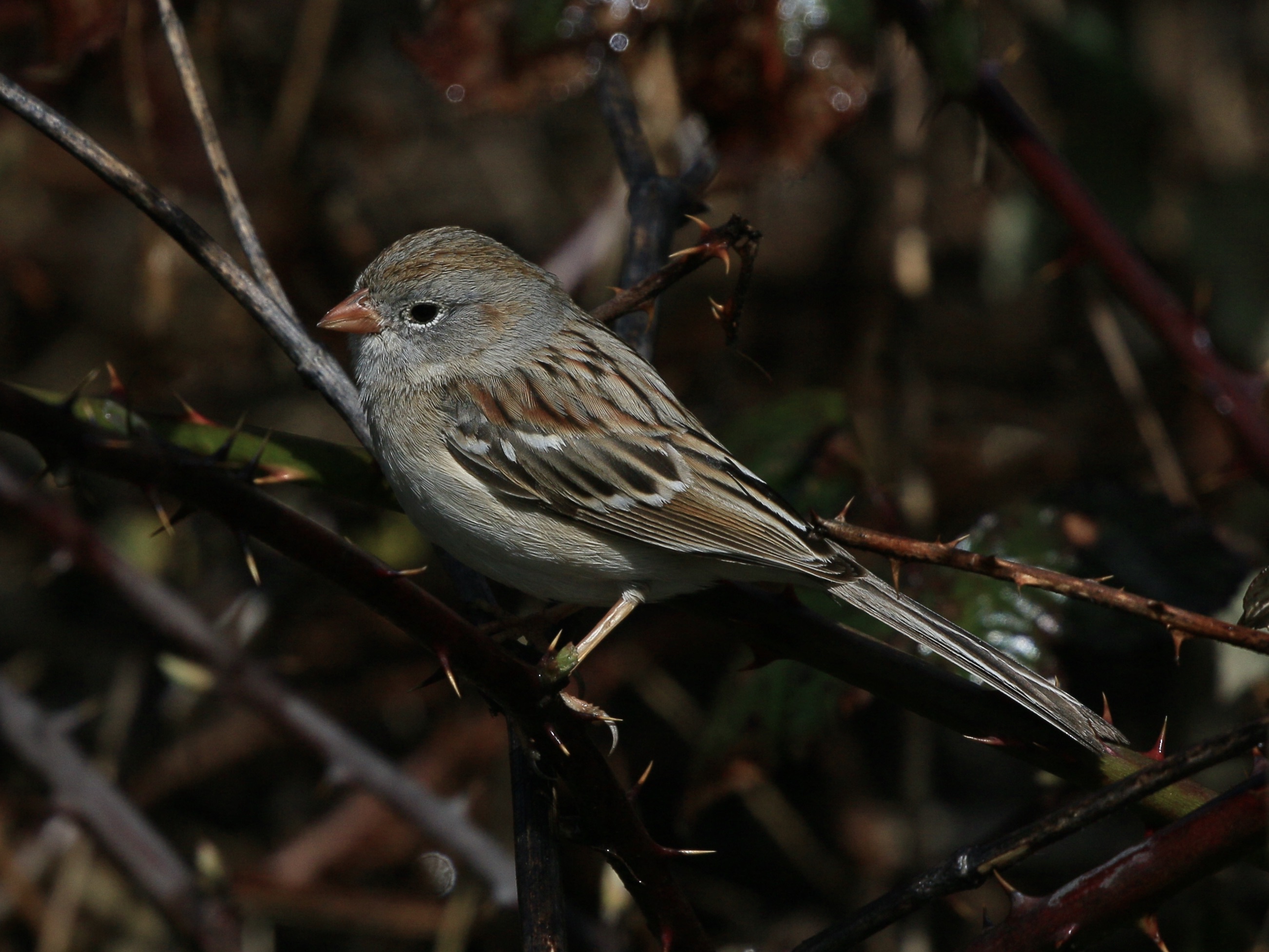 Field-Sparrow-in-Columbia-County-by-Mark-Lundgren | Oregon Birding ...