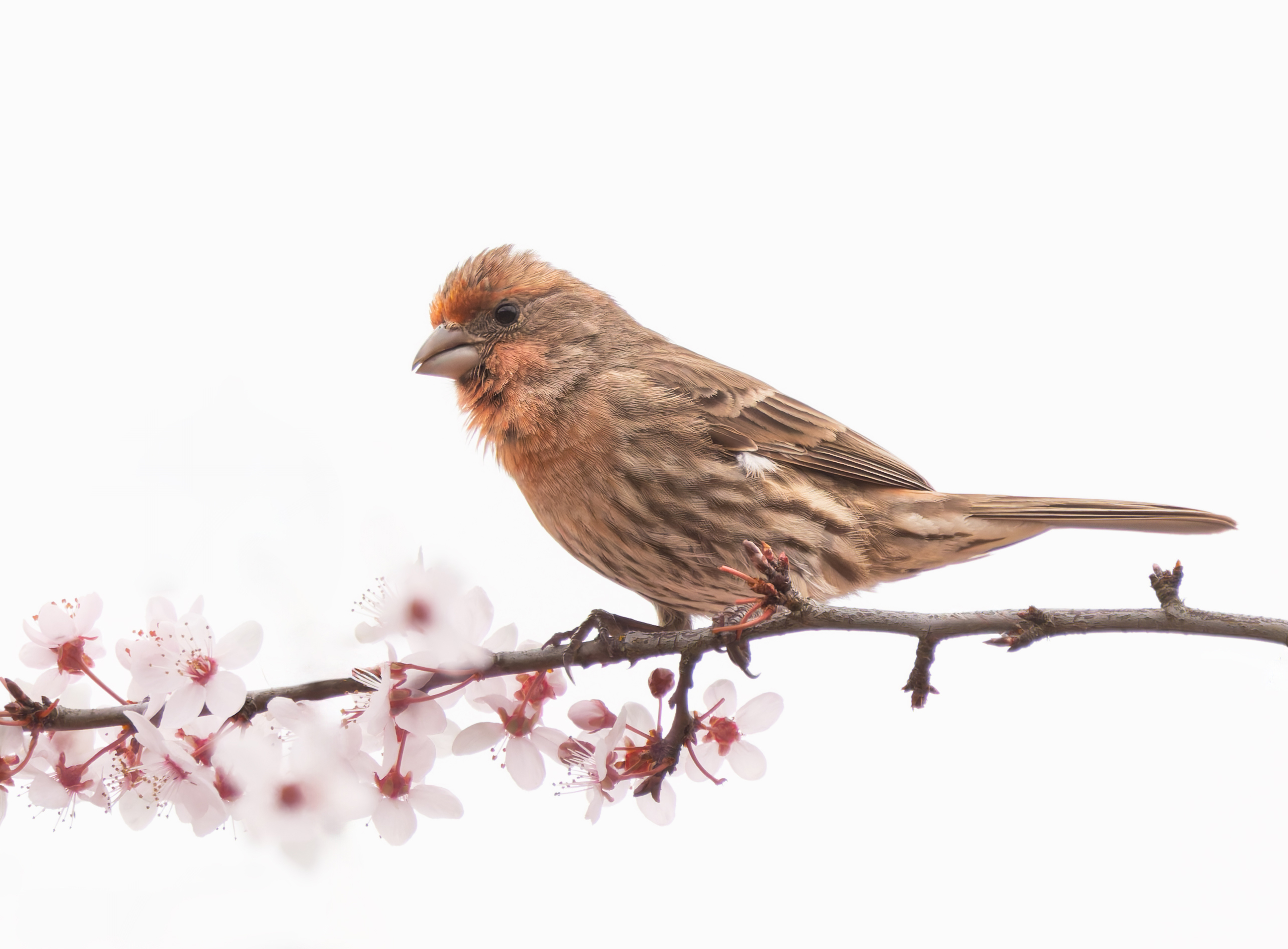 House-Finch-in-Benton-Co | Oregon Birding Association