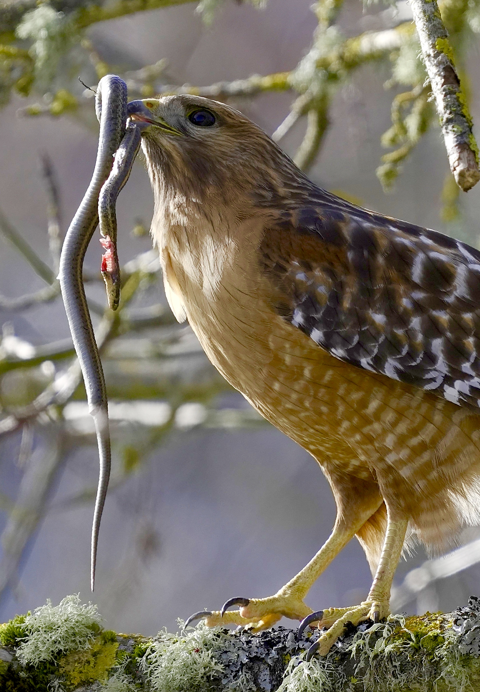 Red-shouldered-Hawk-with-Garter-Snake-in-Lane-Co | Oregon Birding ...