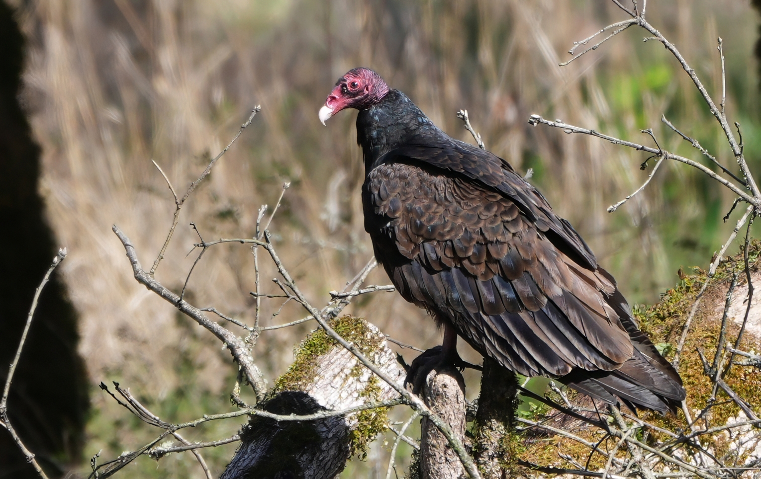 Turkey-Vulture-in-Polk-Co | Oregon Birding Association