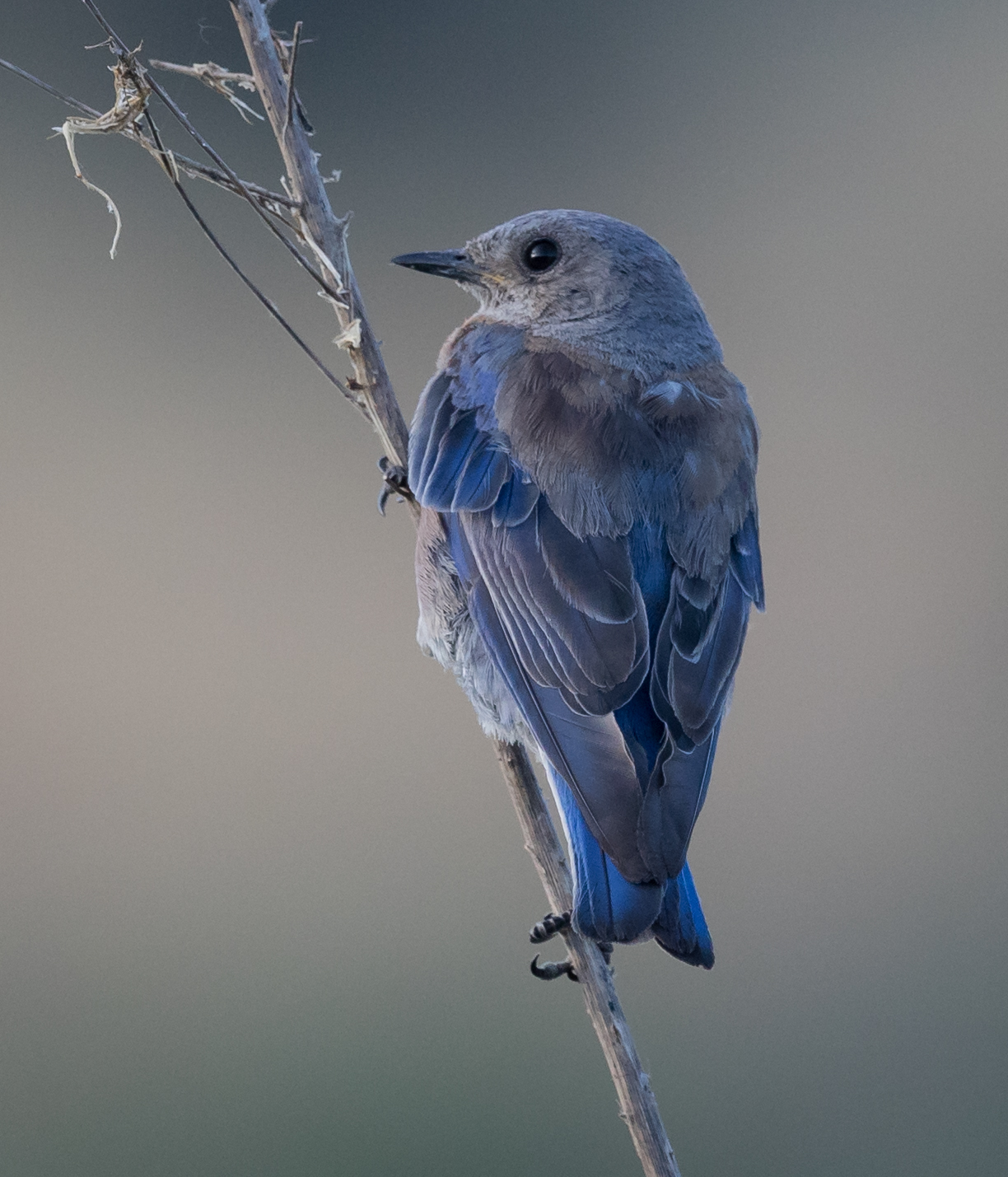 Western Bluebird-Barry McKenzie-Emigrant Lake-07 | Oregon Birding ...