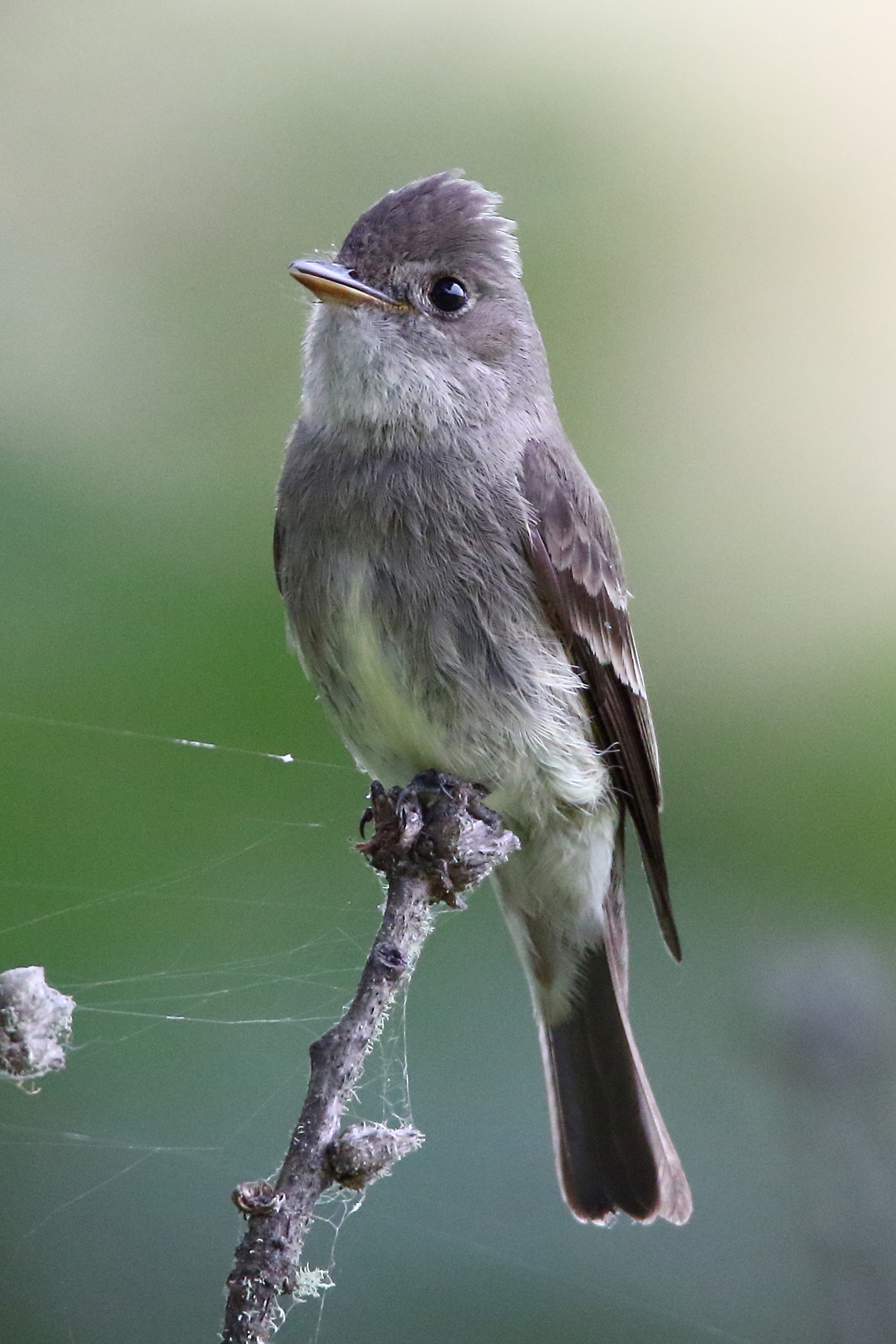 Western Wood-Pewee | Oregon Birding Association