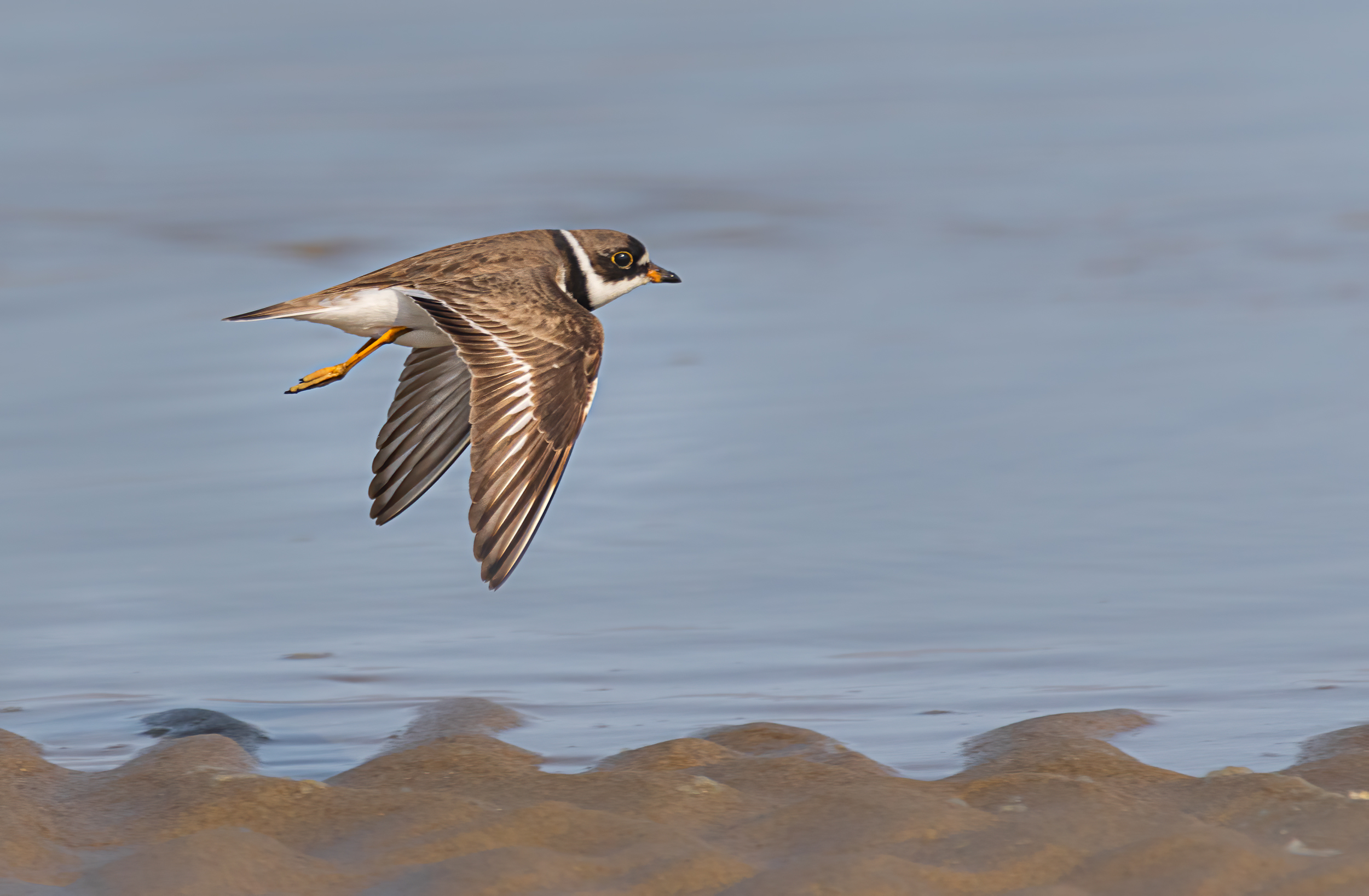 Semi-palmated Plover | Oregon Birding Association