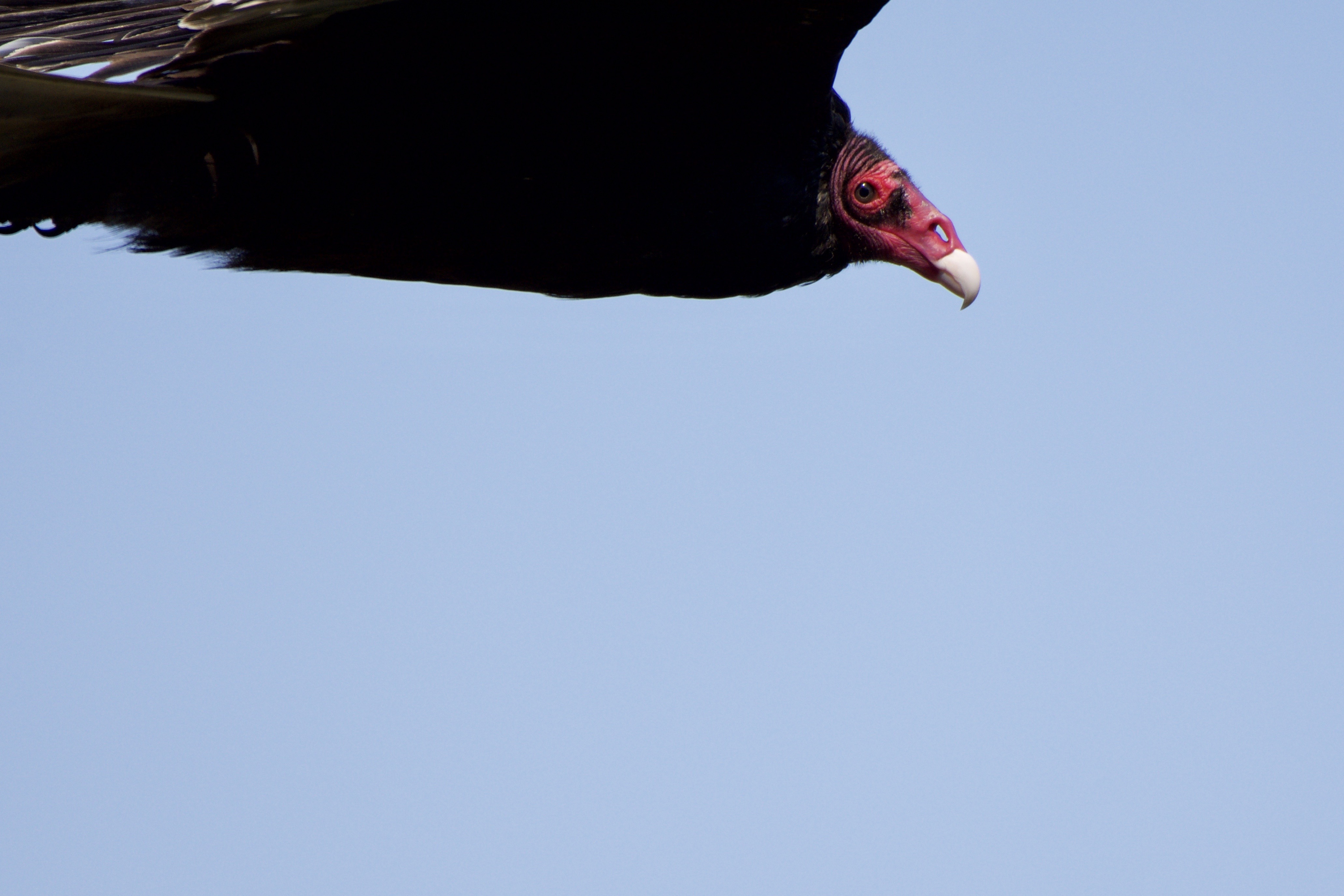 Turkey Vulture | Oregon Birding Association