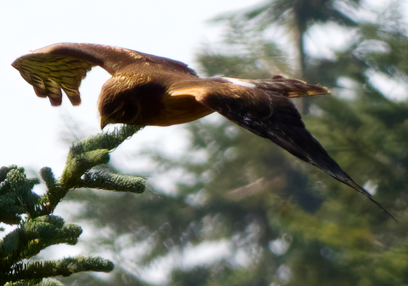 Northern-Harrier-in-Jackson-Co | Oregon Birding Association