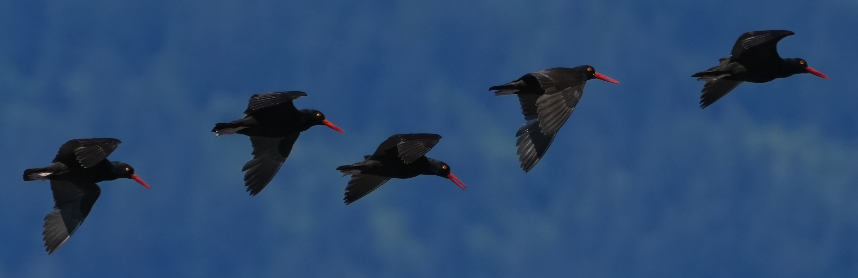 Black Oystercatchers in Lincoln County by Georges Kleinbaum | Oregon ...