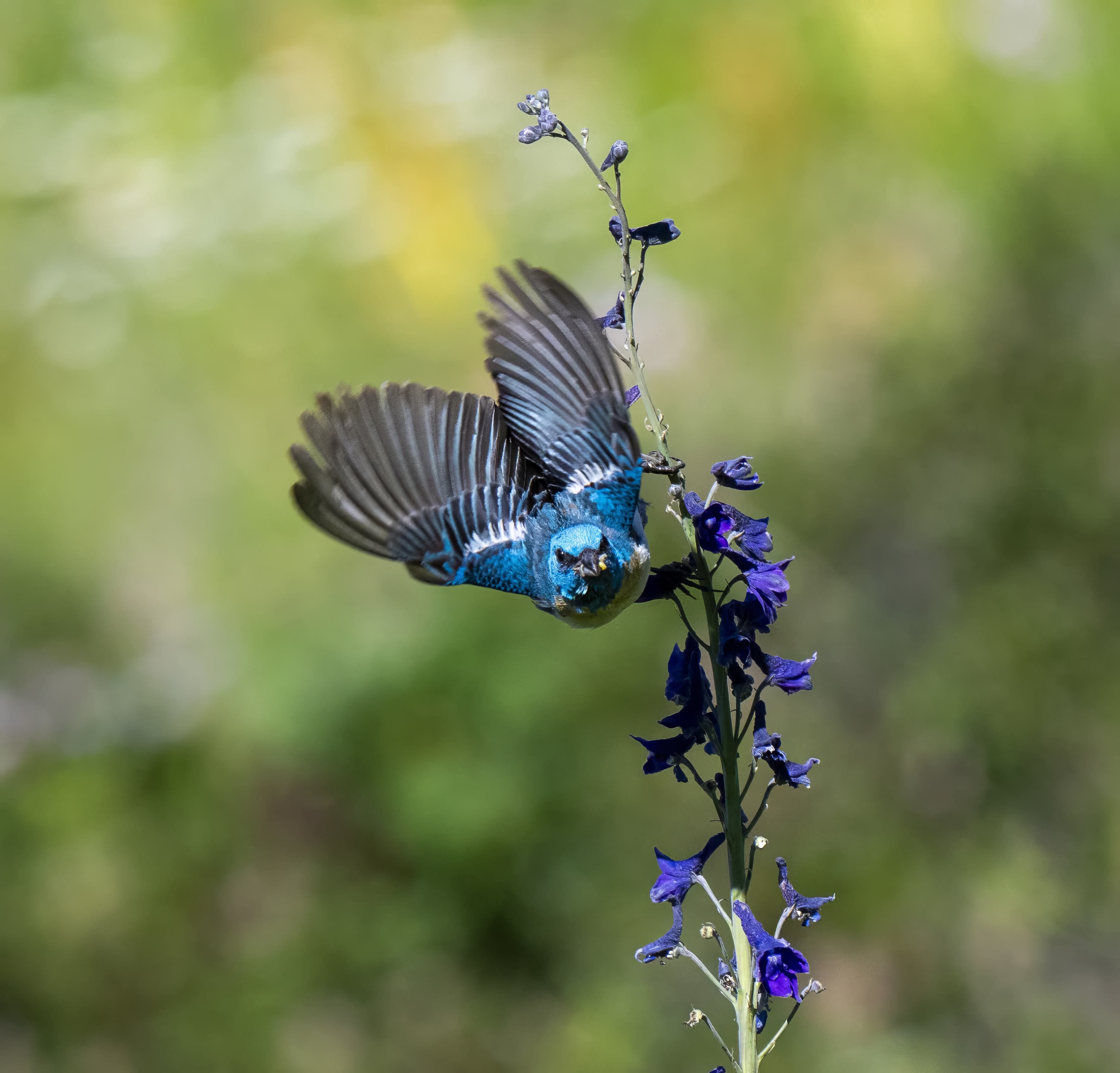 Lazuli Bunting flying with caterpillar by Kent Patrick-Riley | Oregon ...