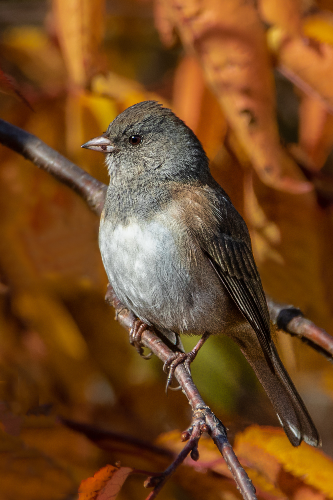 Dark-eyed Junco | Oregon Birding Association