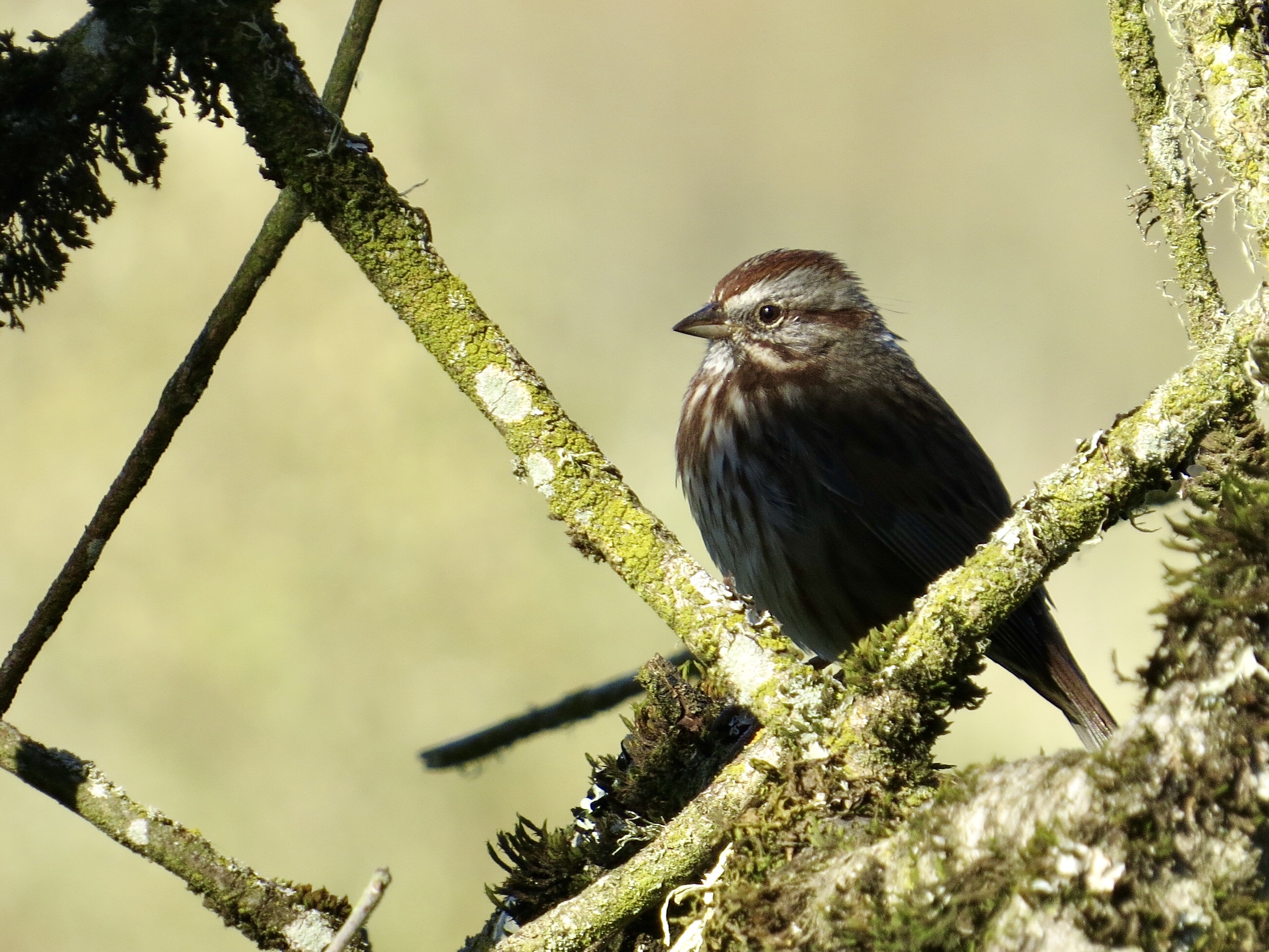 Song Sparrow | Oregon Birding Association