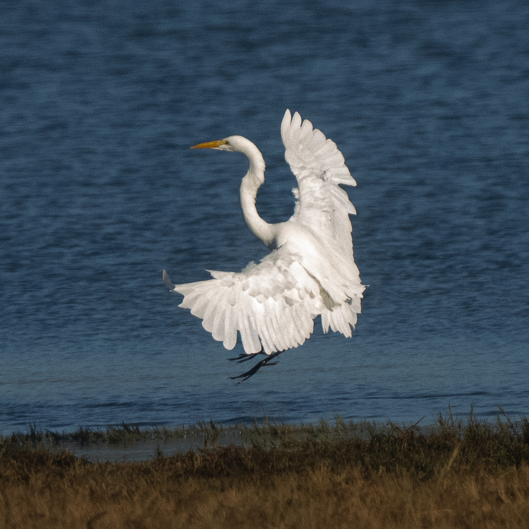 Great-Egret-Lincoln-Co | Oregon Birding Association