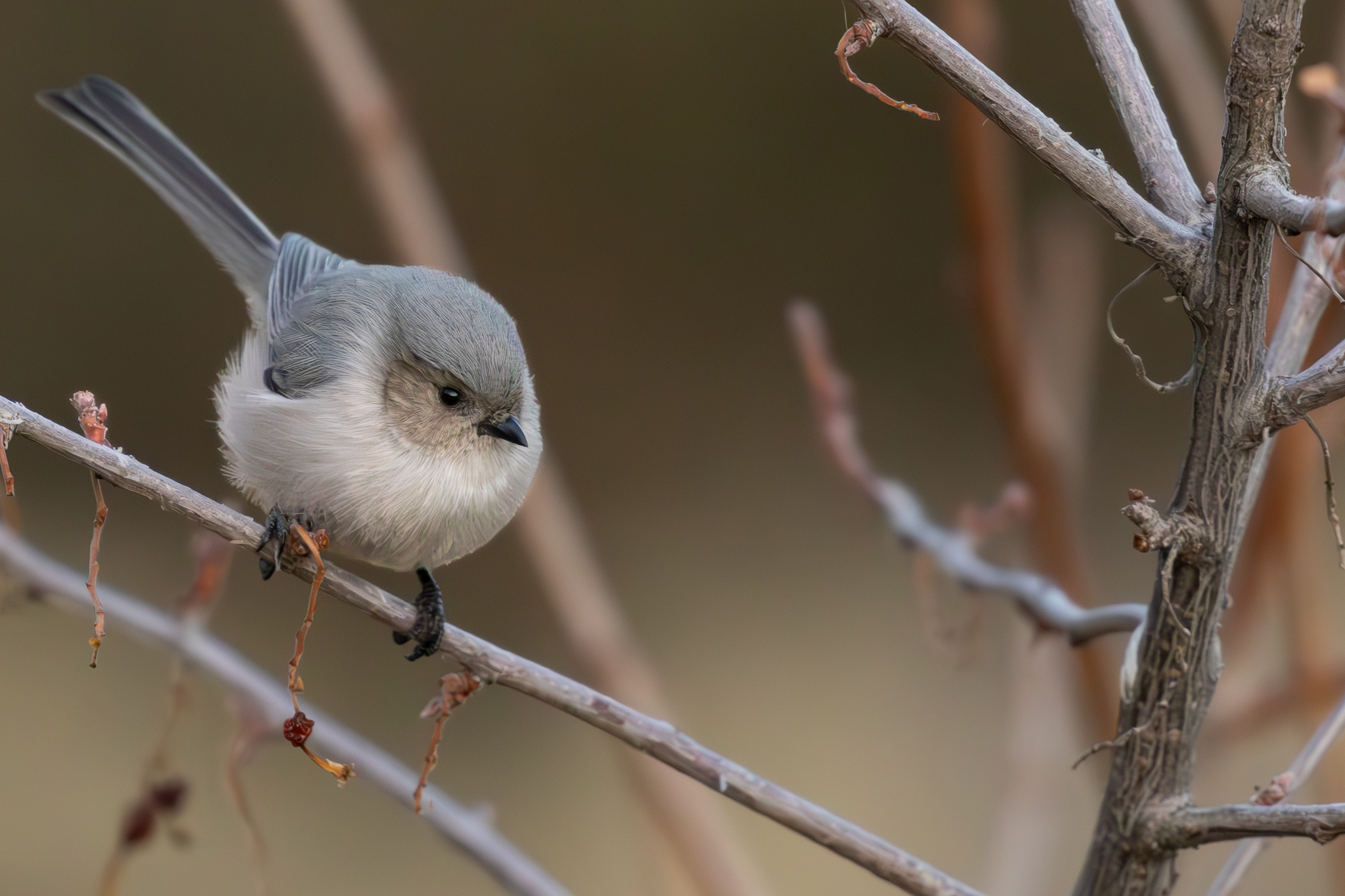 American-Bushtit-in-Deschutes-Co | Oregon Birding Association