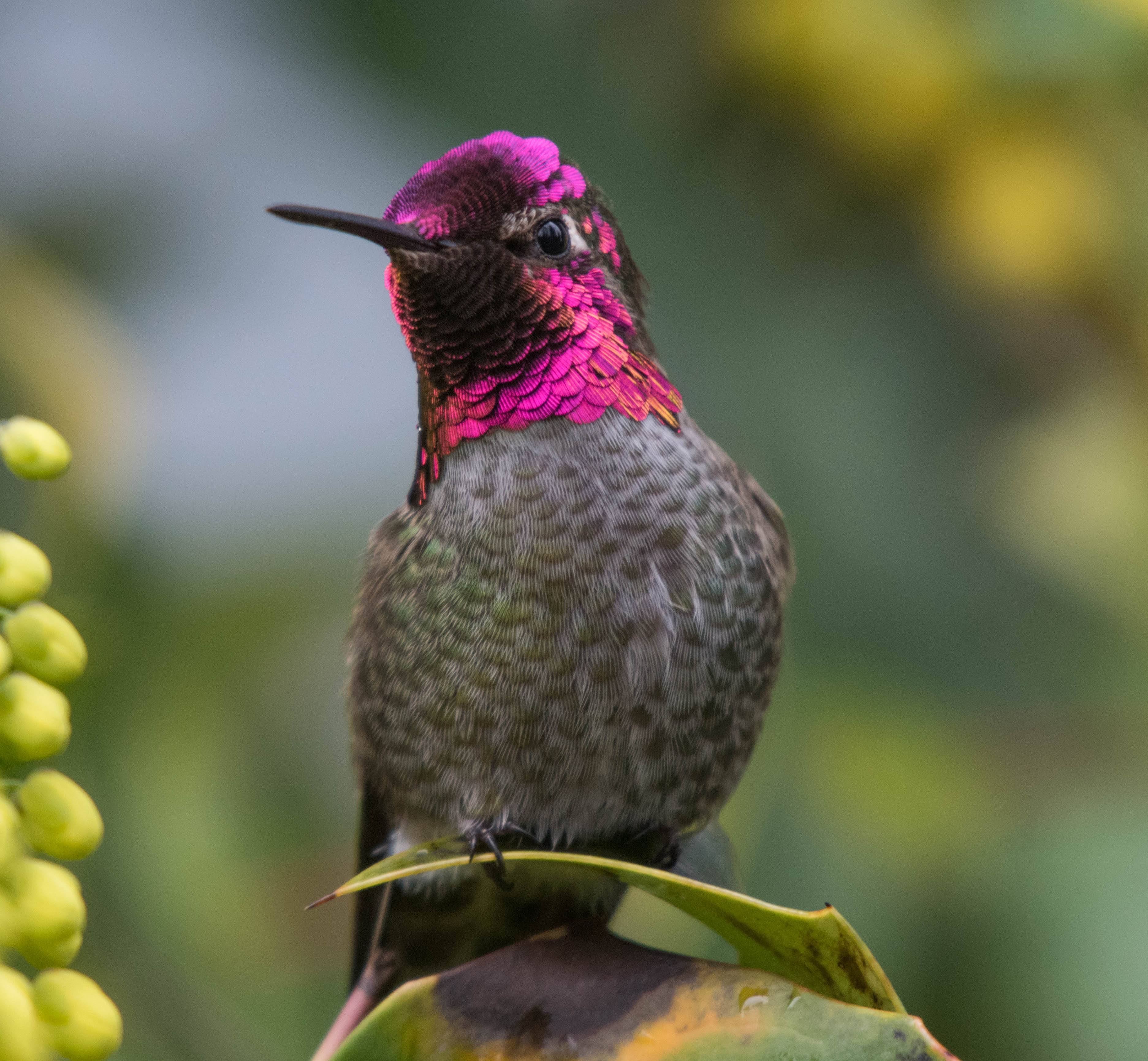 Anna’s Hummingbird | Oregon Birding Association
