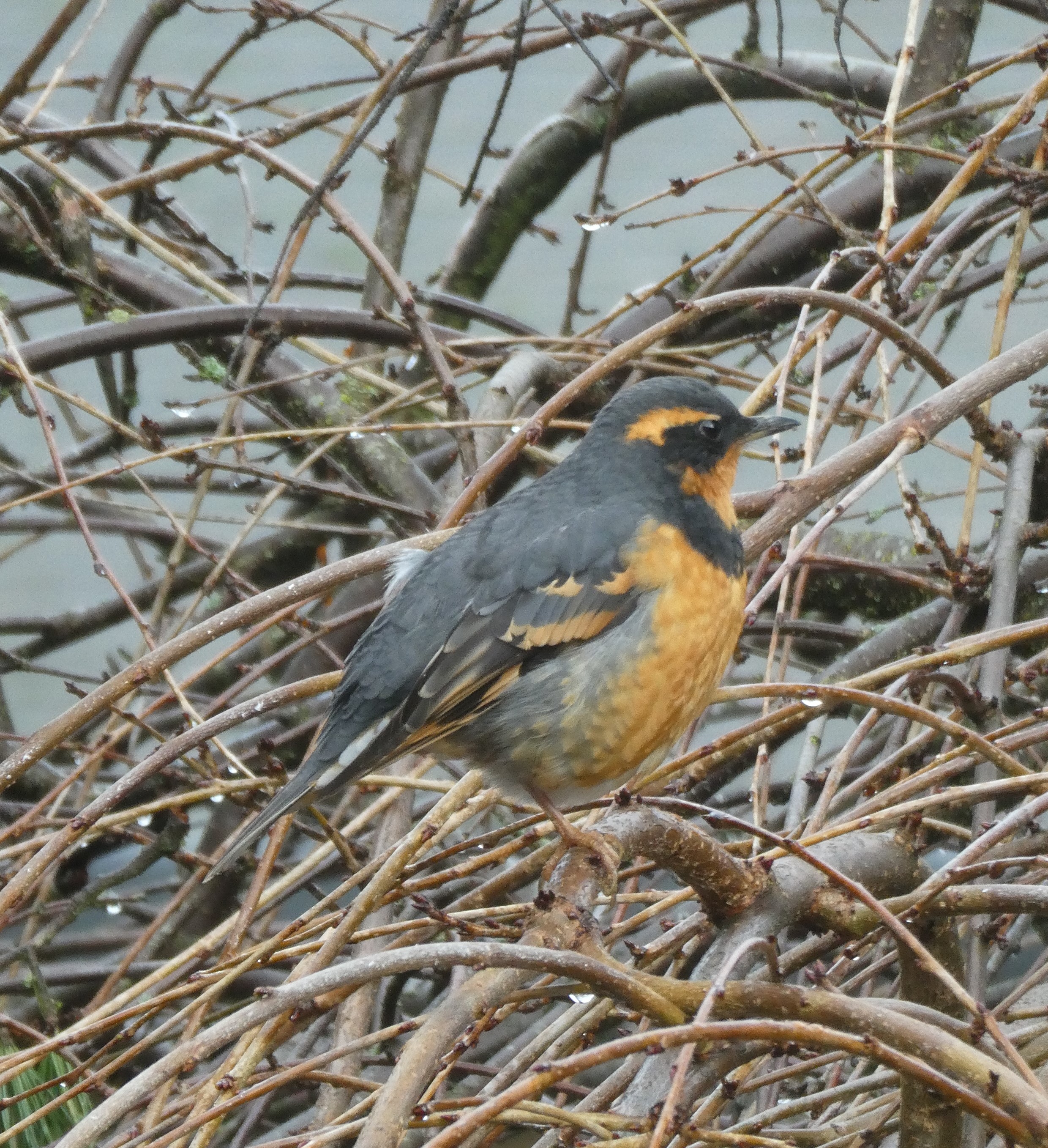 Varied-Thrush-Washington-Co | Oregon Birding Association