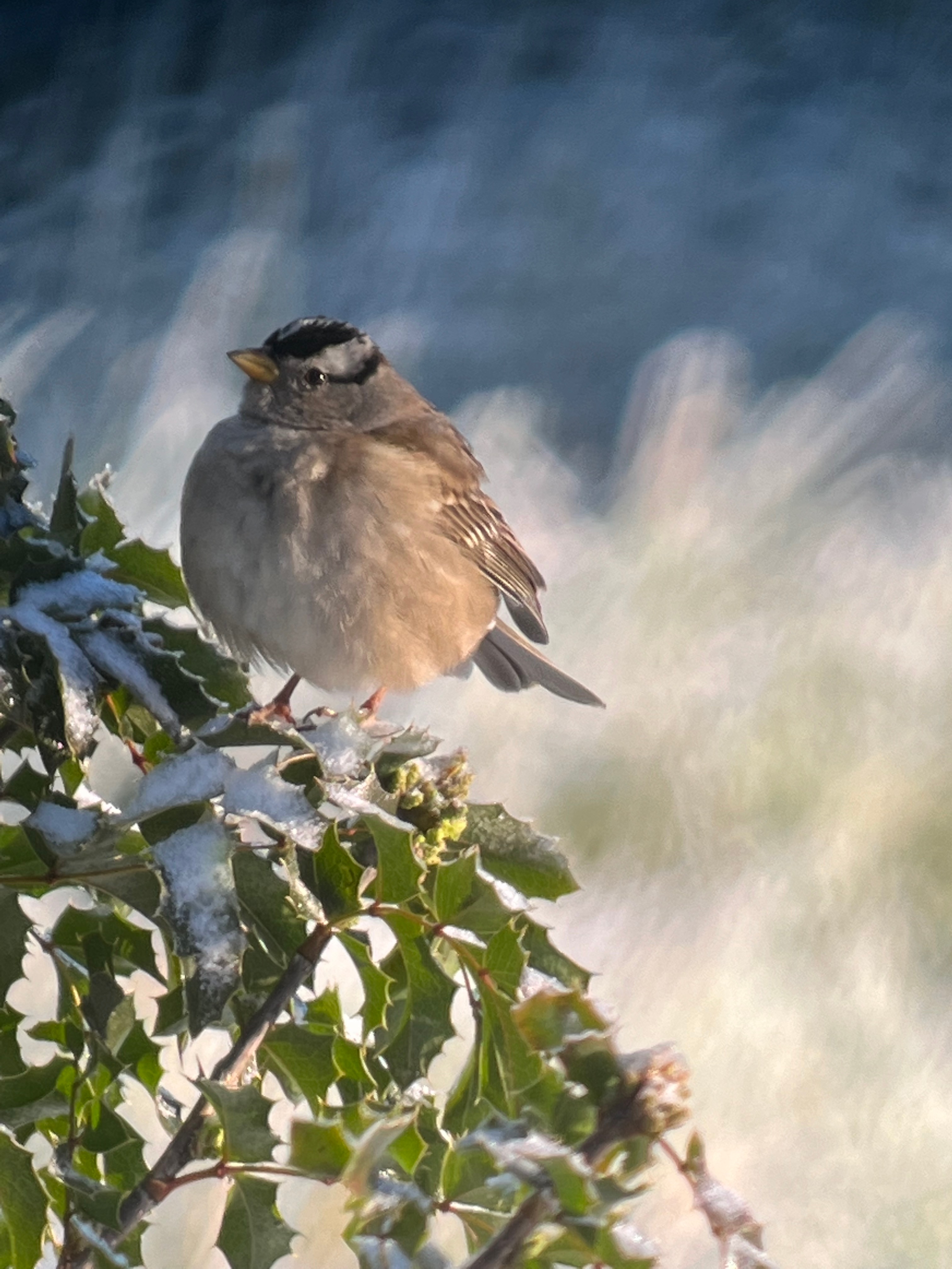 White-crowned-Sparrow-Marion-Co | Oregon Birding Association