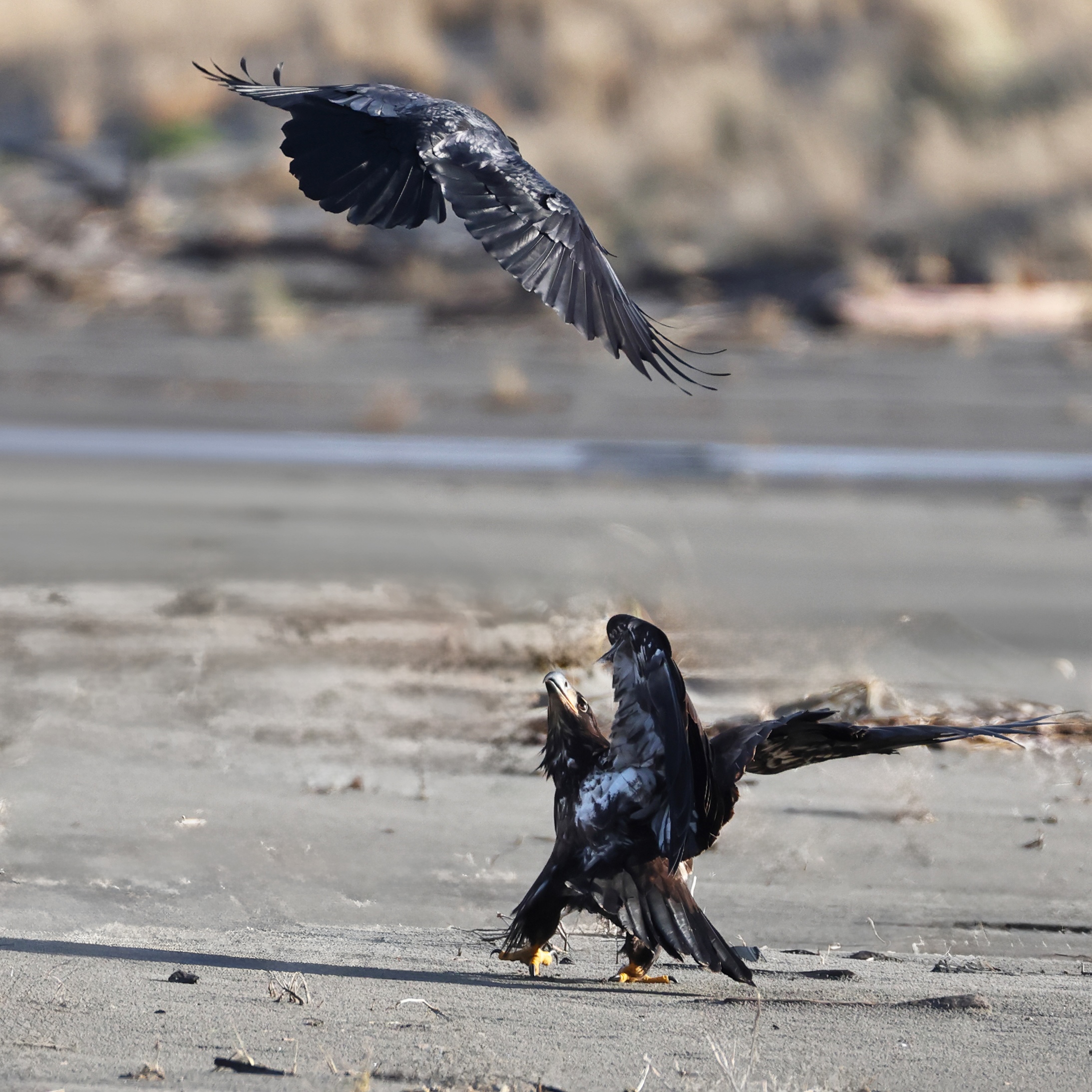 Common Raven and Bald Eagle in Clatsop County by Owen Schmidt | Oregon ...