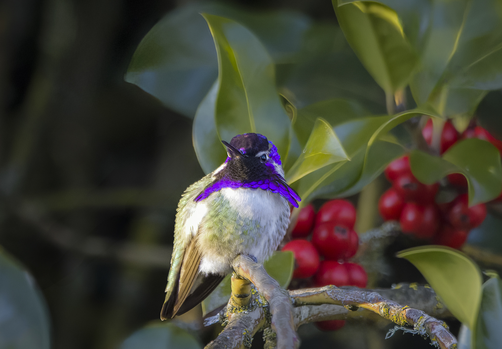 Costa’s Hummingbird in Lane County by Louise Bartels | Oregon Birding ...