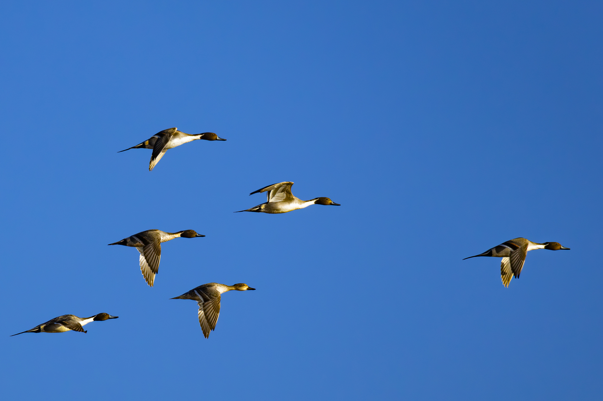 Northern Pintail in Crook County by Roger Kohn | Oregon Birding Association