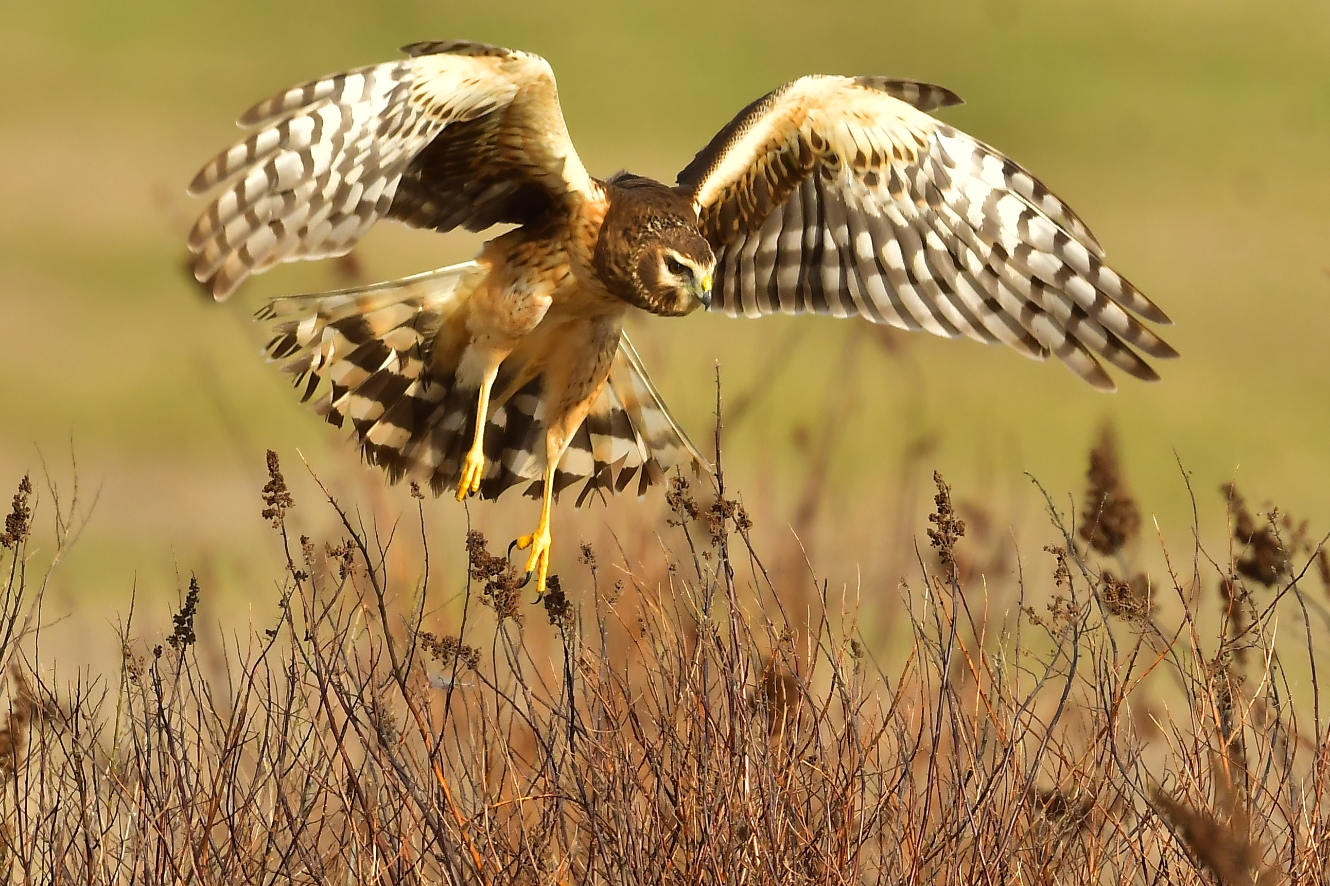 Northern Harrier | Oregon Birding Association