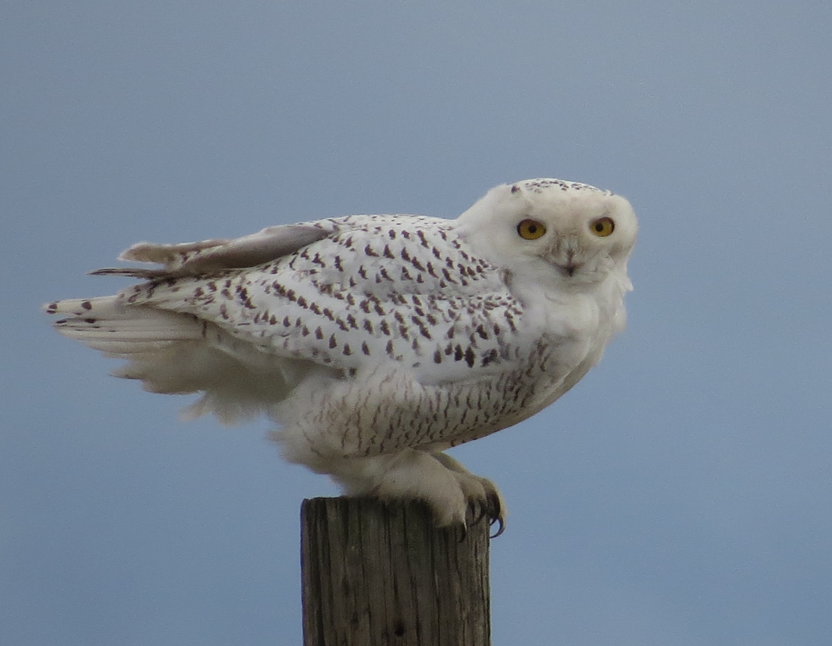 Snowy Owl | Oregon Birding Association