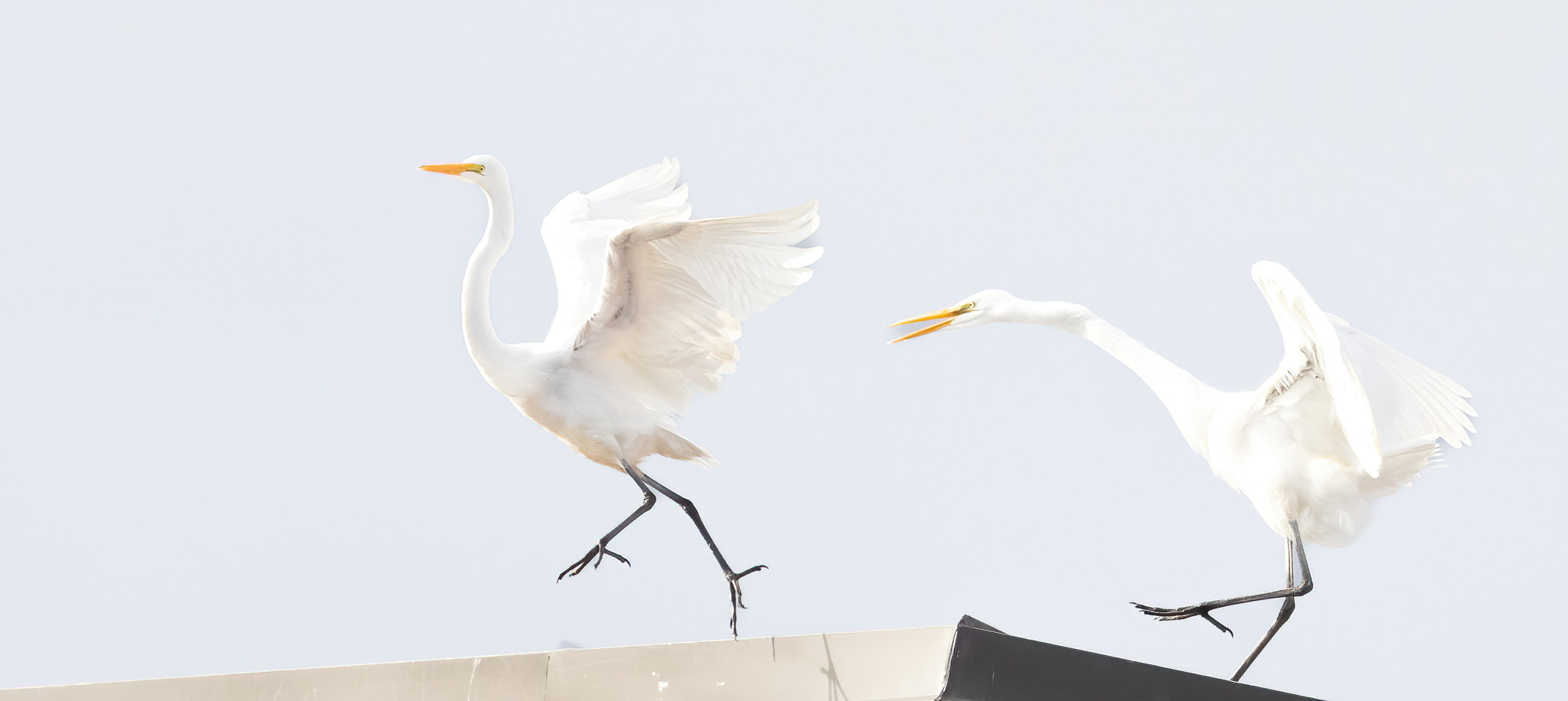 Great Egrets in Washington County | Oregon Birding Association