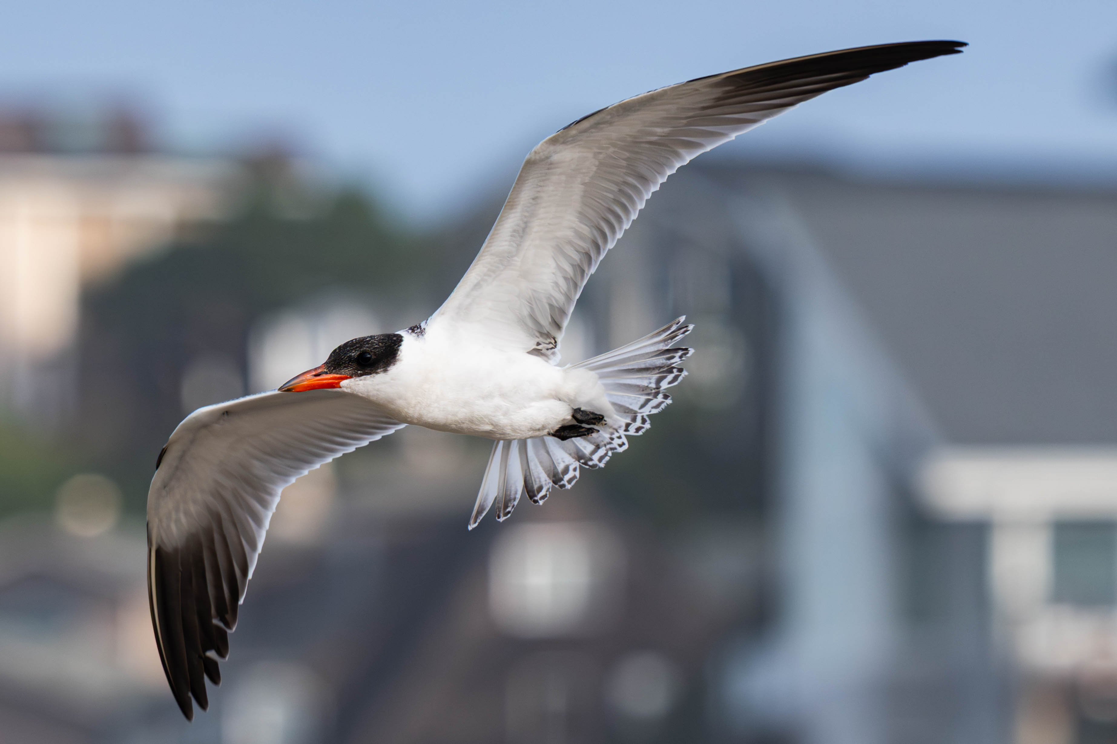 Caspian Tern in Lincoln County by Joseph Baker | Oregon Birding Association