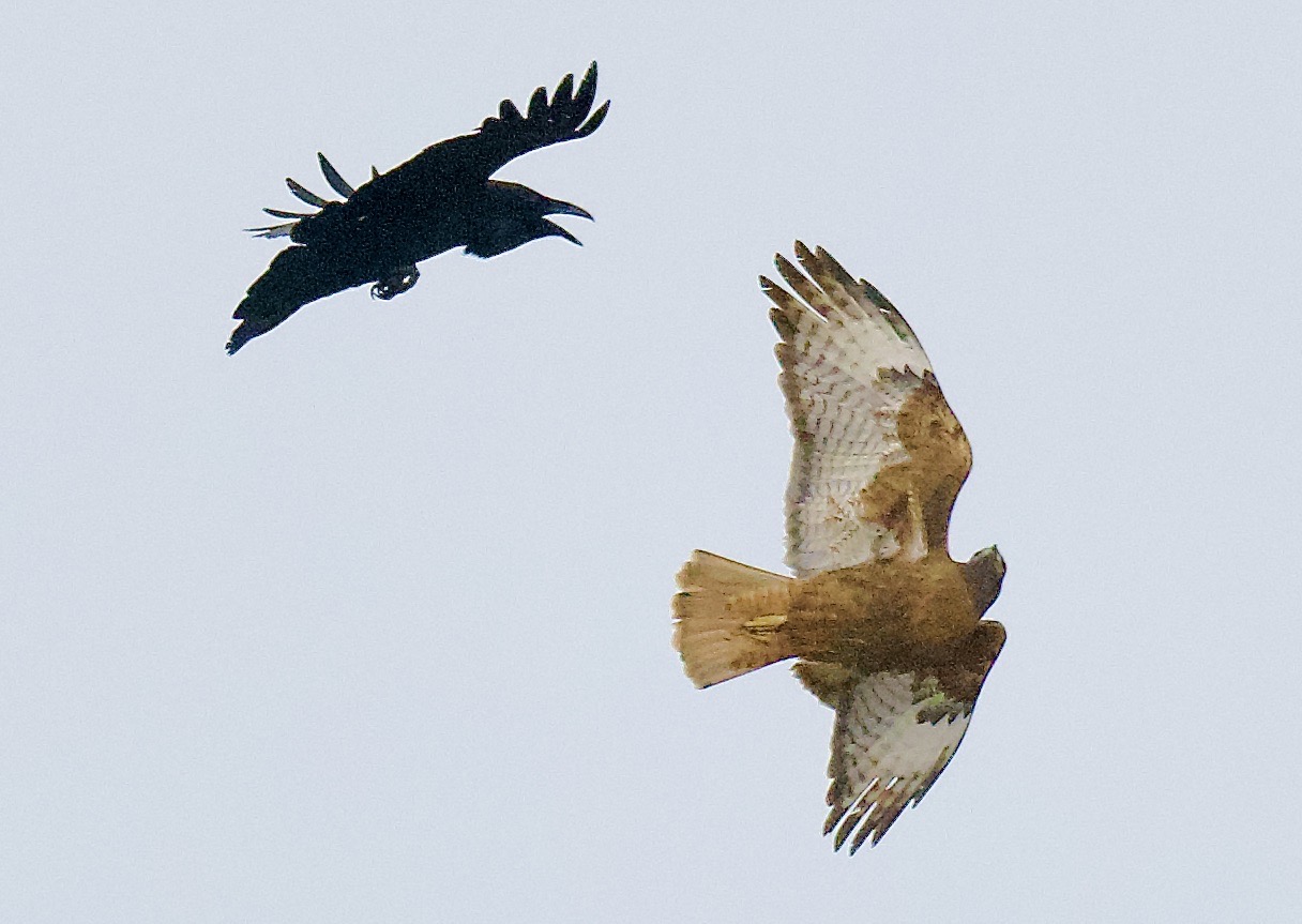 Common Raven and Red-tailed Hawk in Deschutes County by Laurel Collins ...