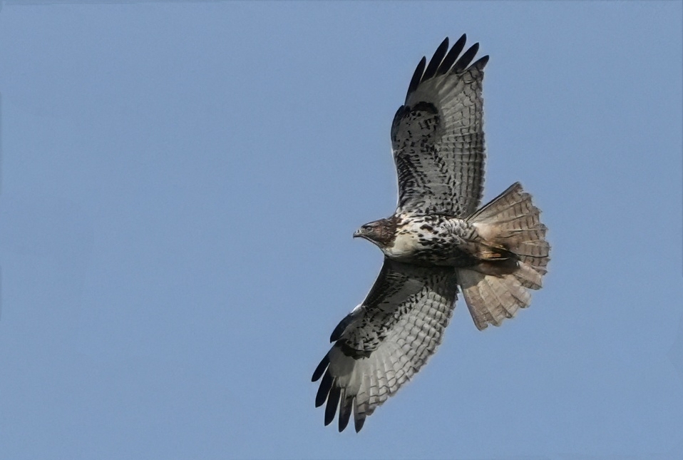 Red-tailed Hawk in Polk County by Georges Kleinbaum | Oregon Birding ...