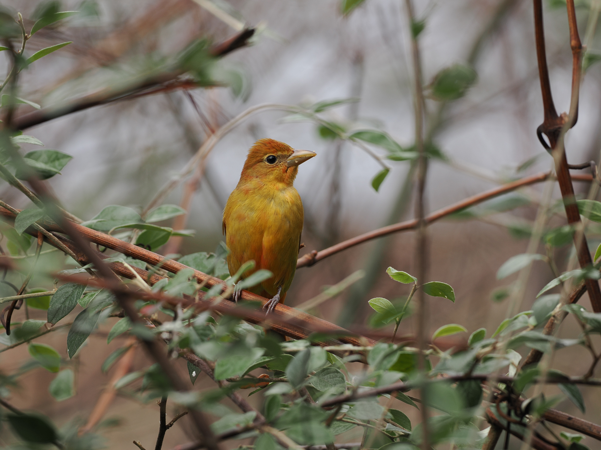Summer Tanager in Multnomah County by Jack Buchanan | Oregon Birding ...
