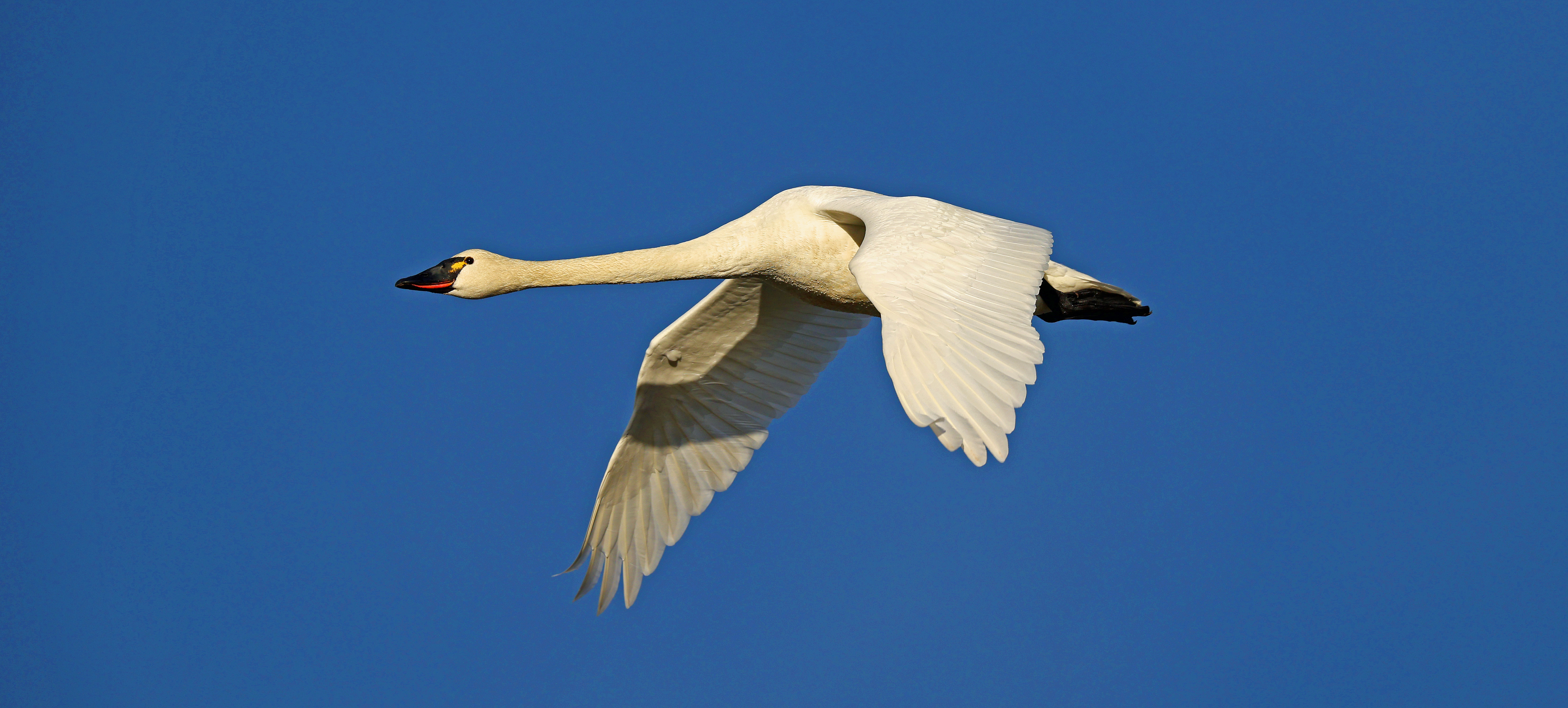 Tundra Swan in Benton County by Keith Kohl | Oregon Birding Association