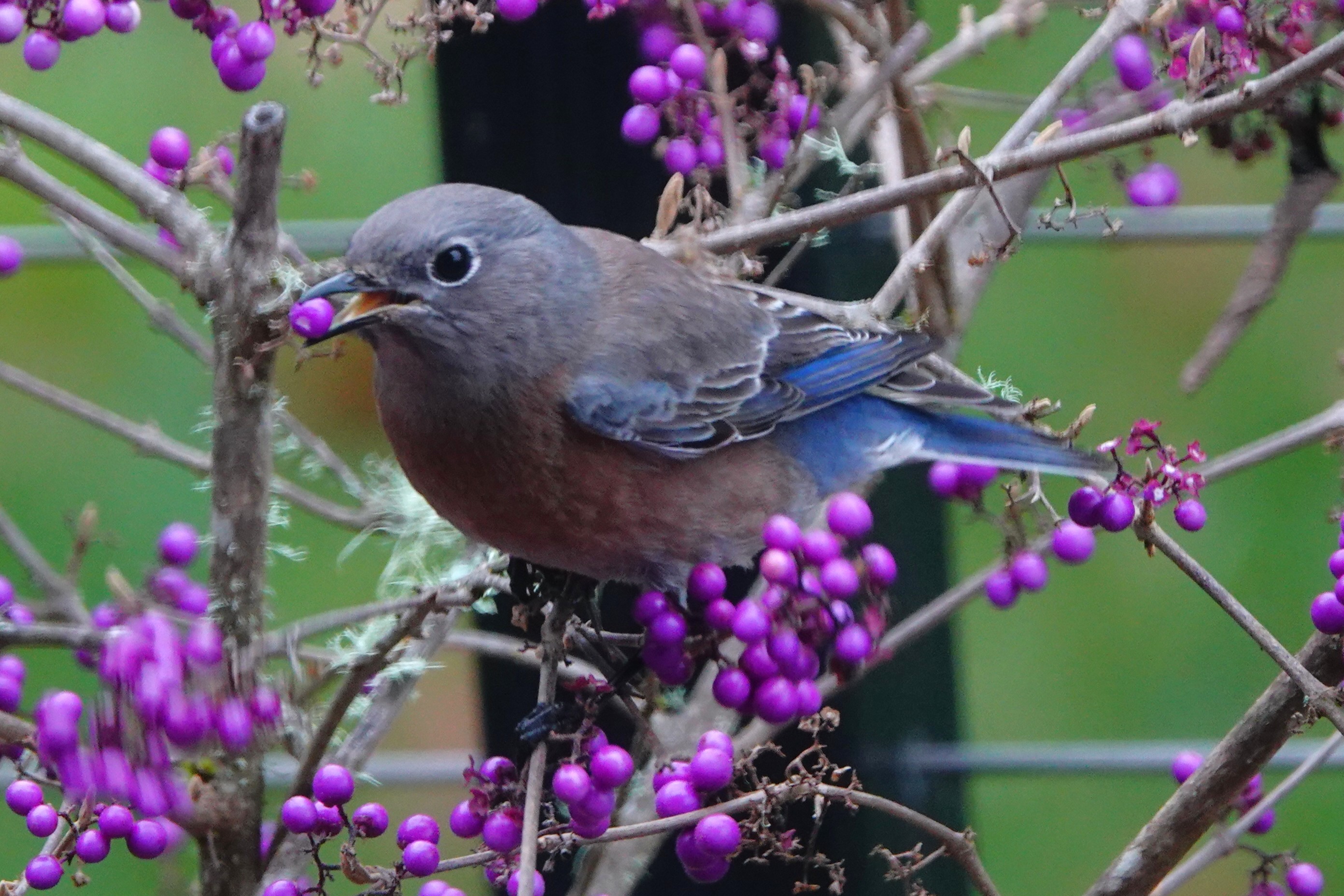 Western Bluebird in Benton County by Ralph Reed | Oregon Birding ...