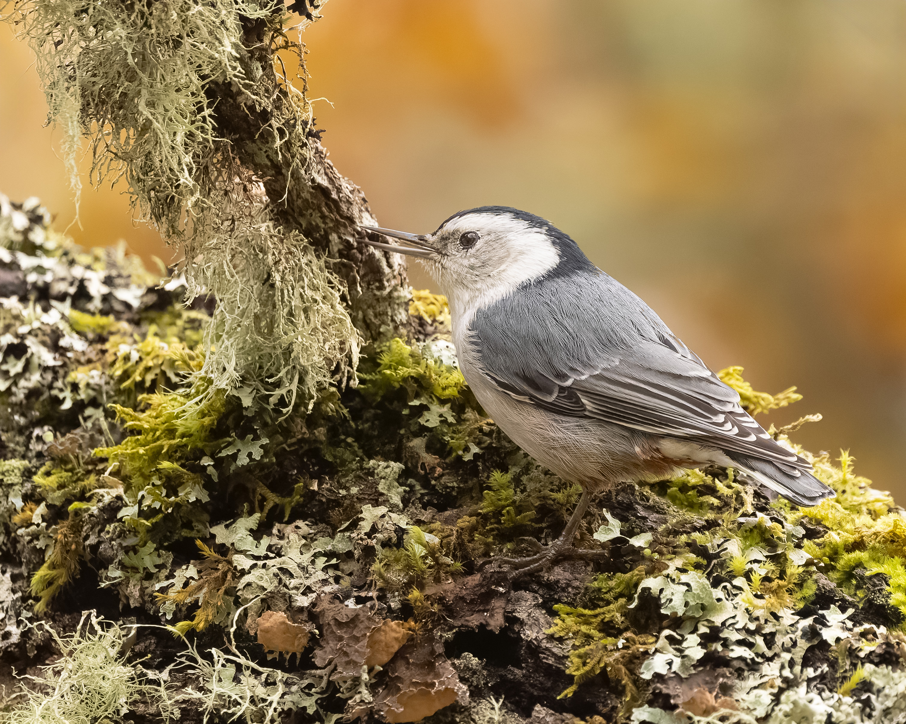 White-breasted Nuthatch in Benton County by Allen Brooks | Oregon ...
