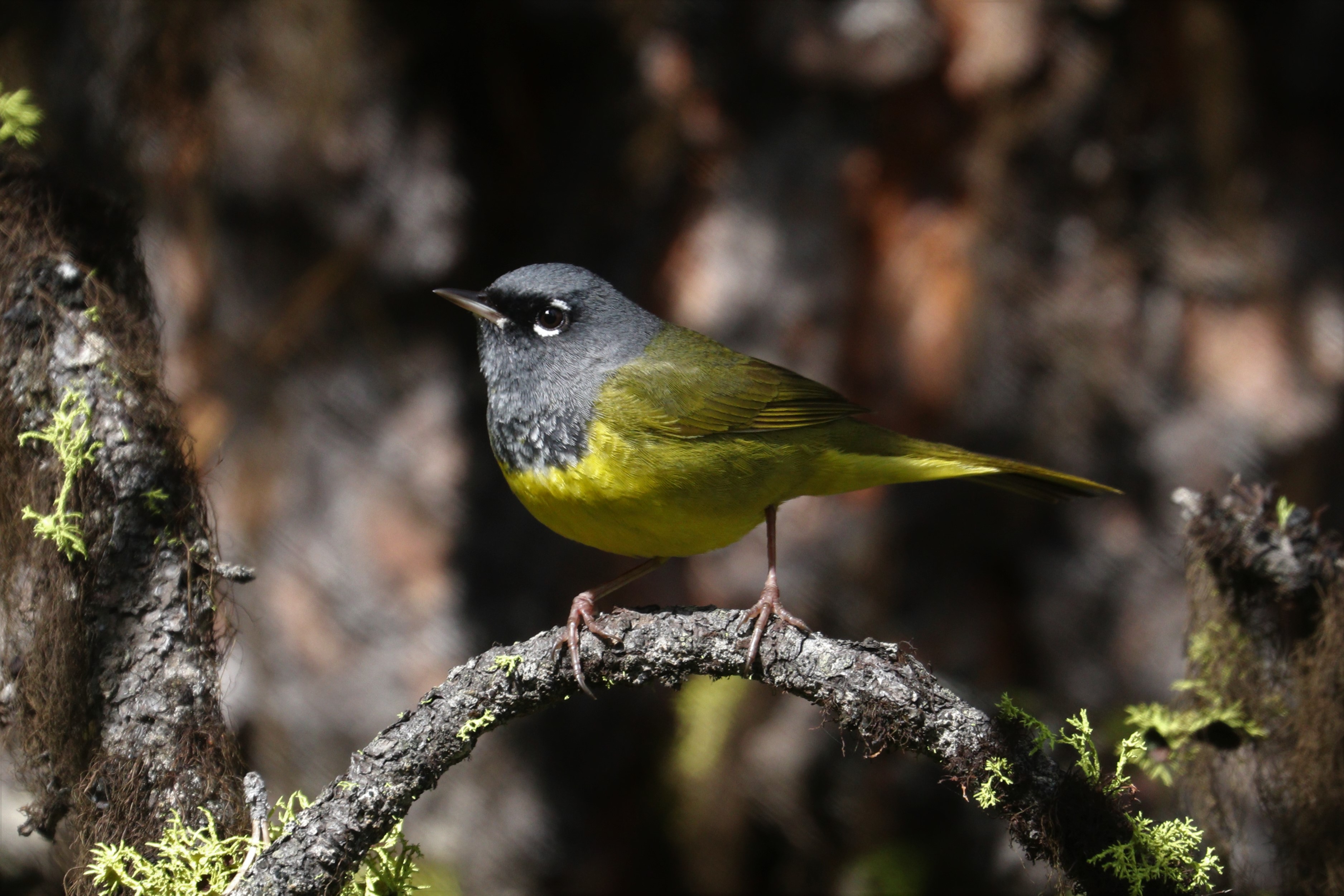 MacGillivray’s Warbler | Oregon Birding Association