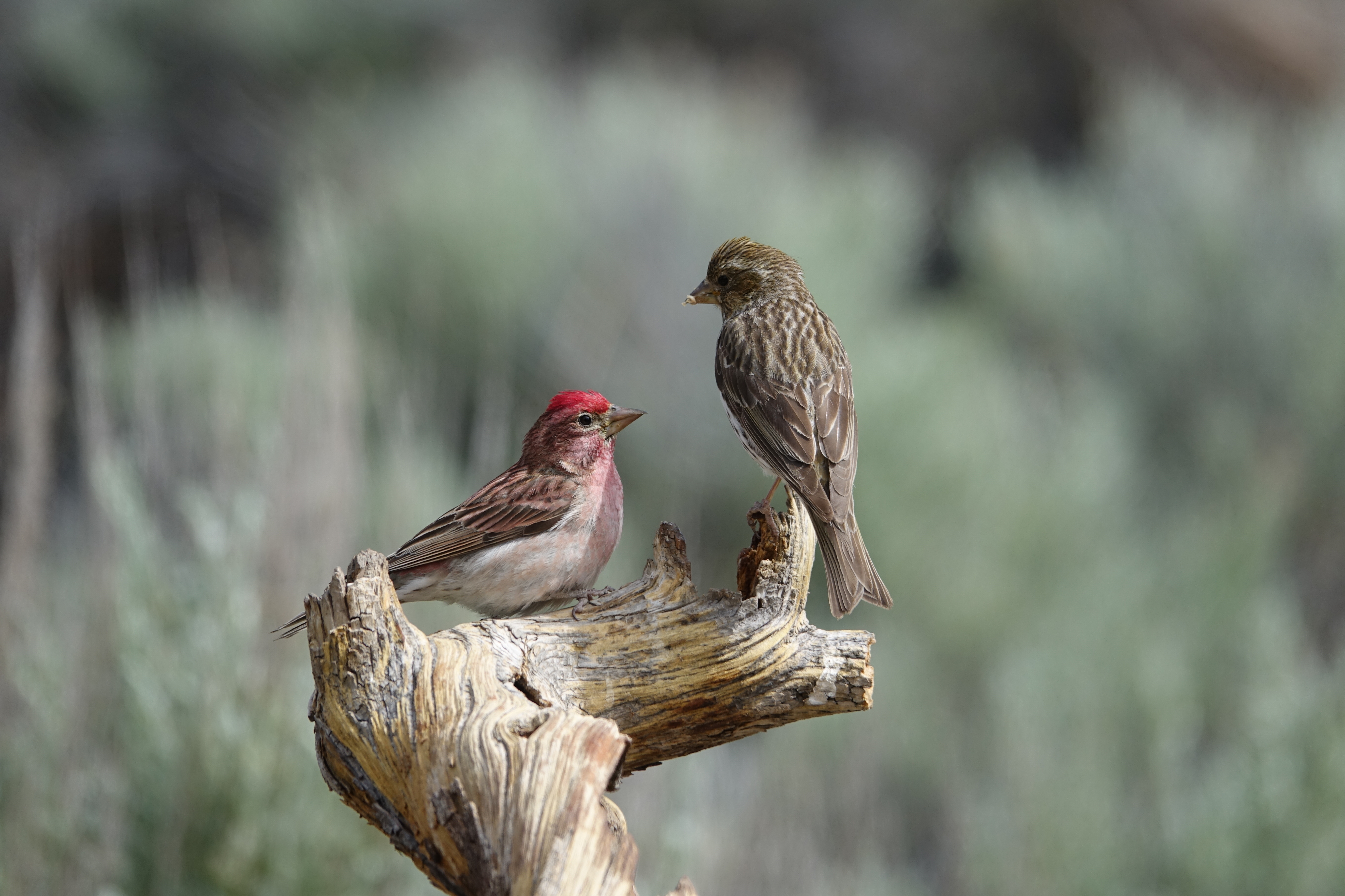 Cassin’s Finches in Lake Co | Oregon Birding Association