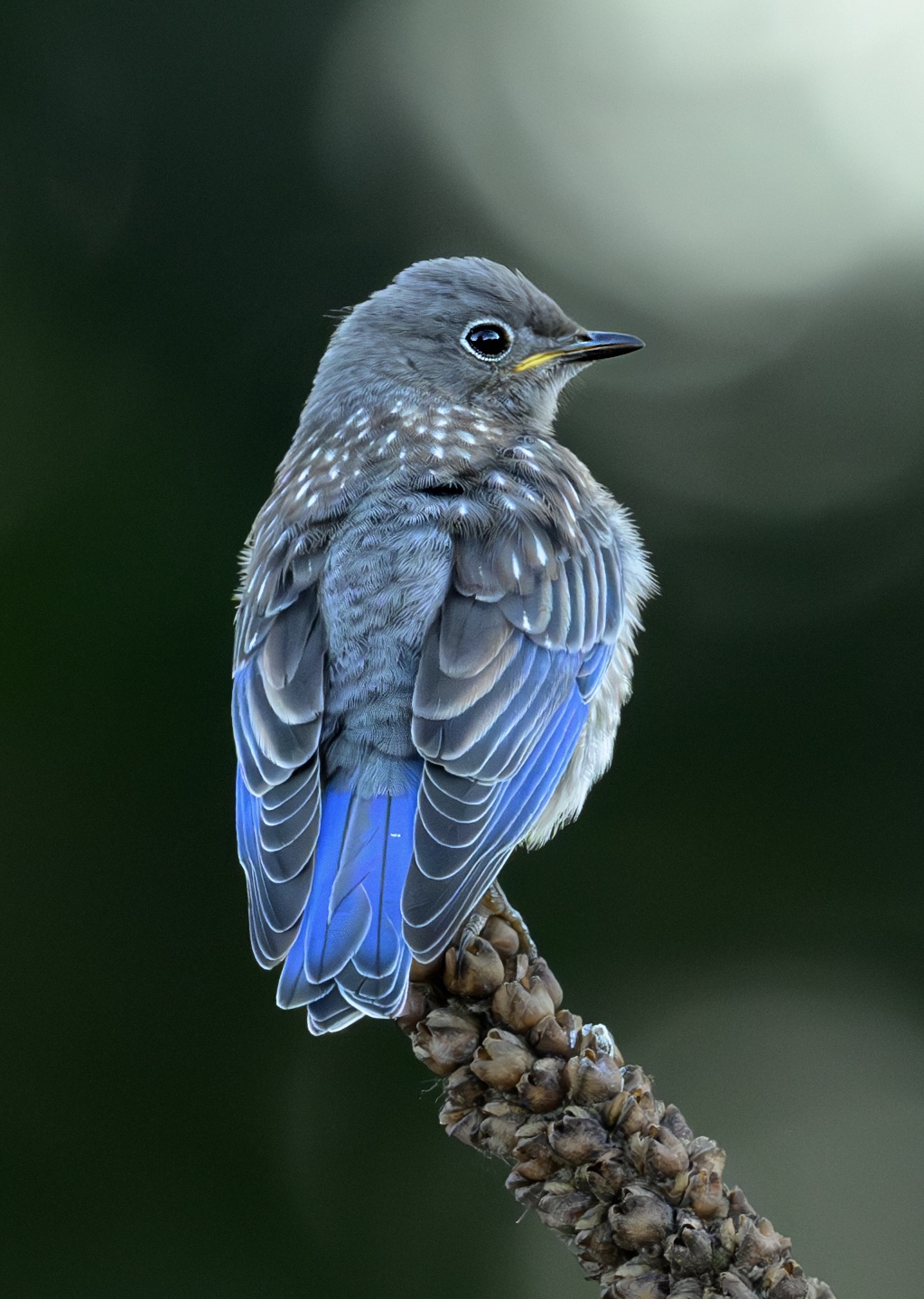 Western Bluebird in Marion Co | Oregon Birding Association