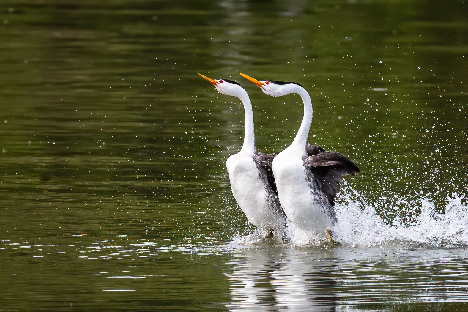 Clark’s Grebes | Oregon Birding Association