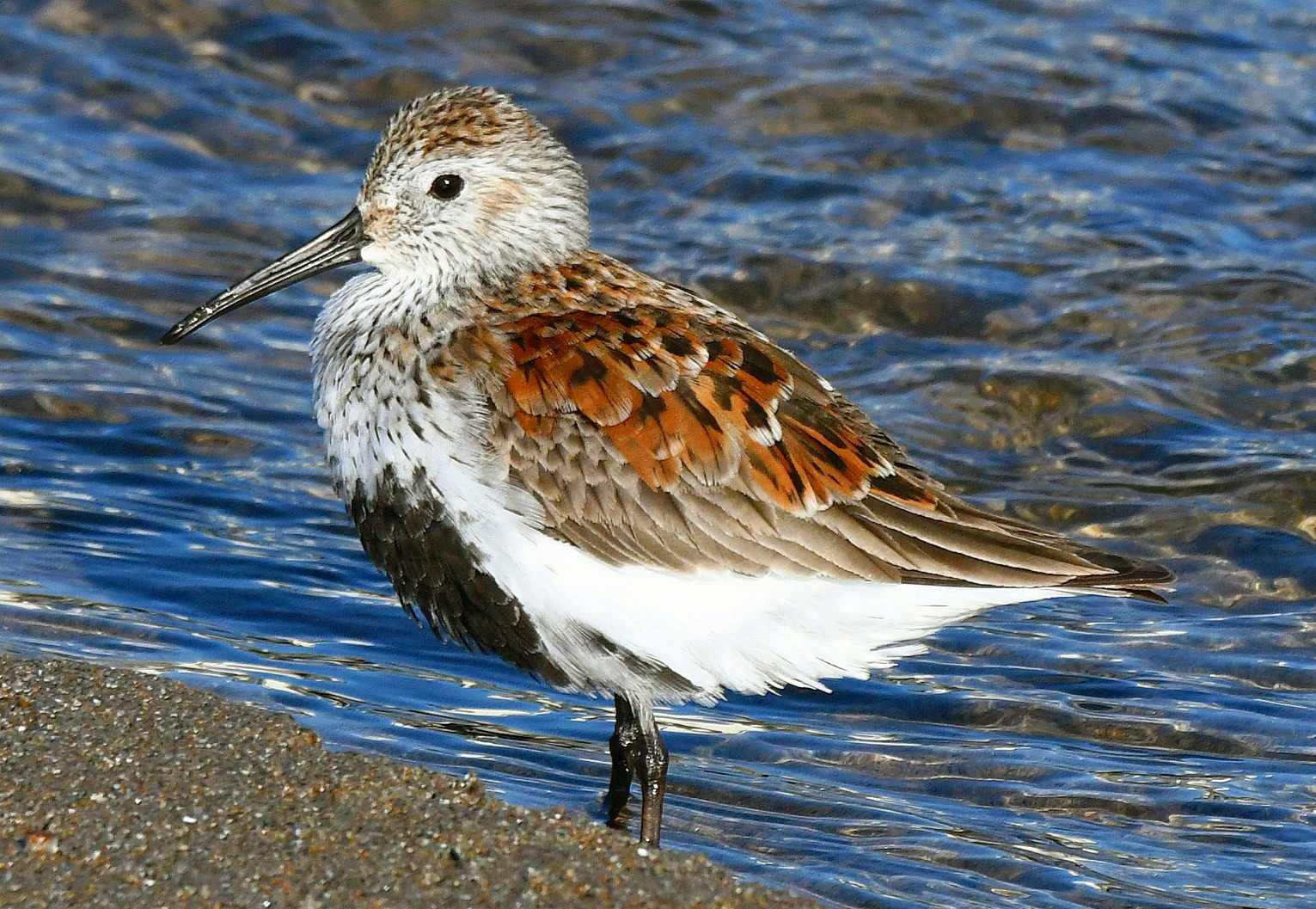Dunlin | Oregon Birding Association