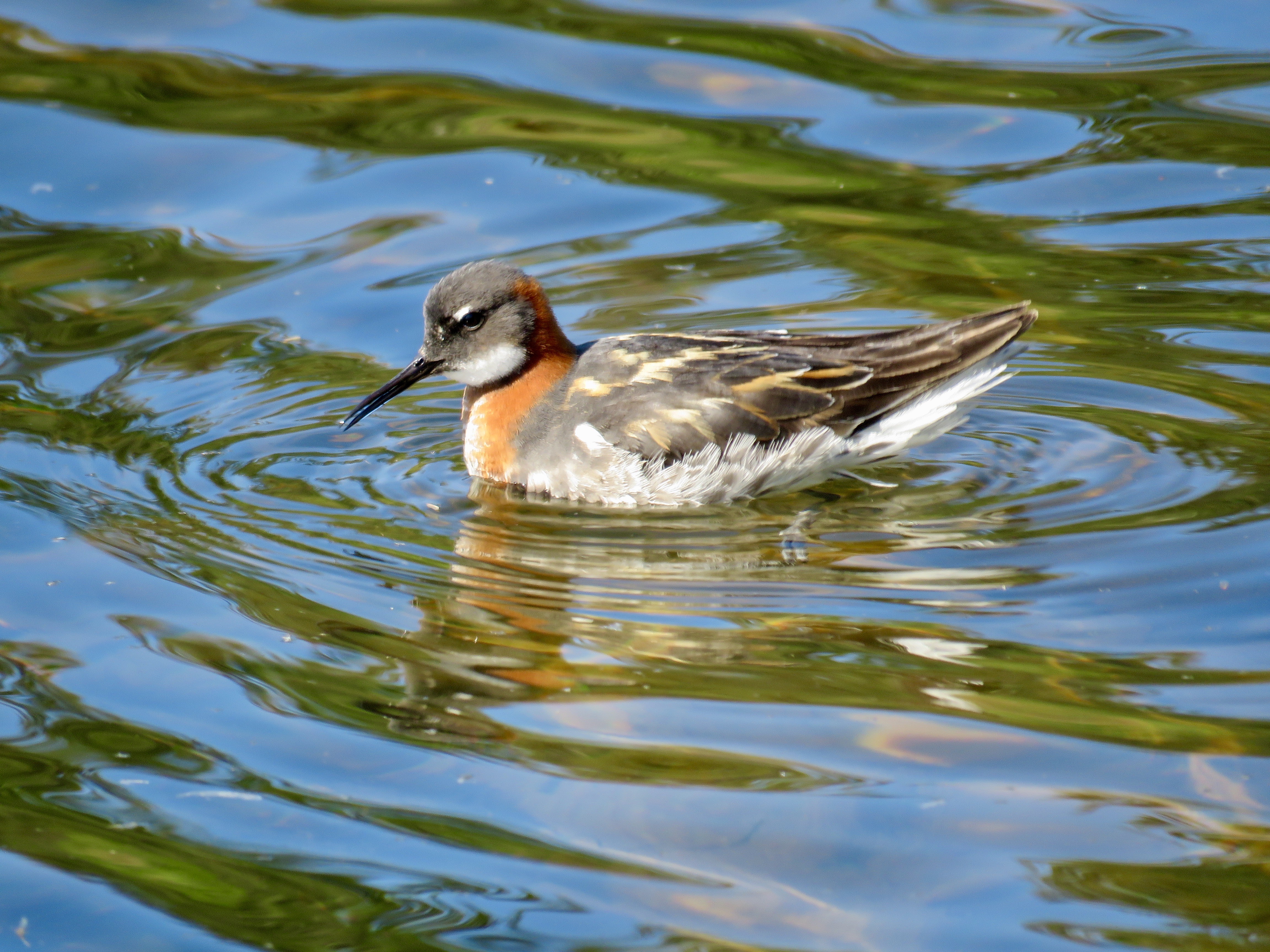 Red-necked Phalarope | Oregon Birding Association
