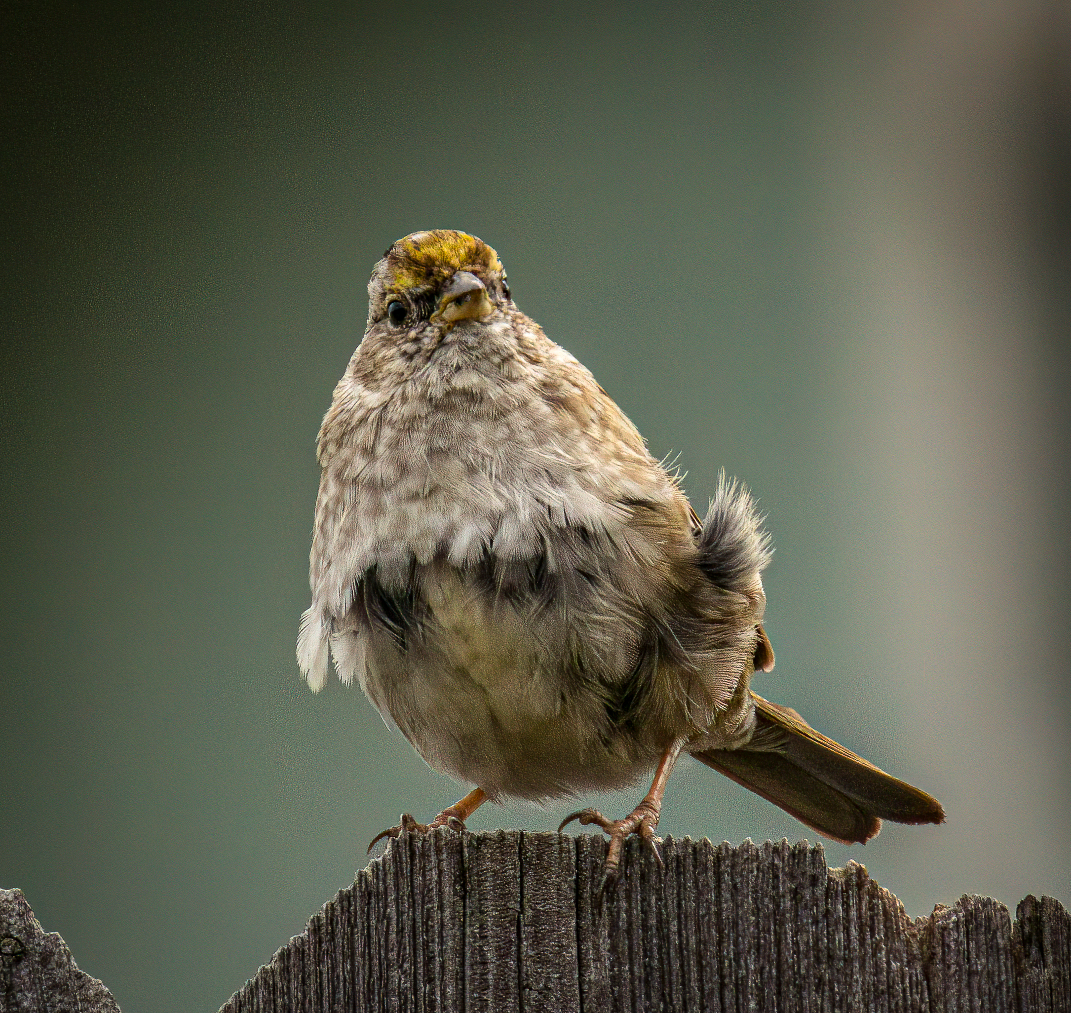 Golden-crowned-Sparrow-in-Jackson-Co | Oregon Birding Association
