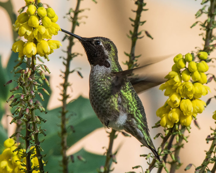 Anna’s Hummingbird | Oregon Birding Association