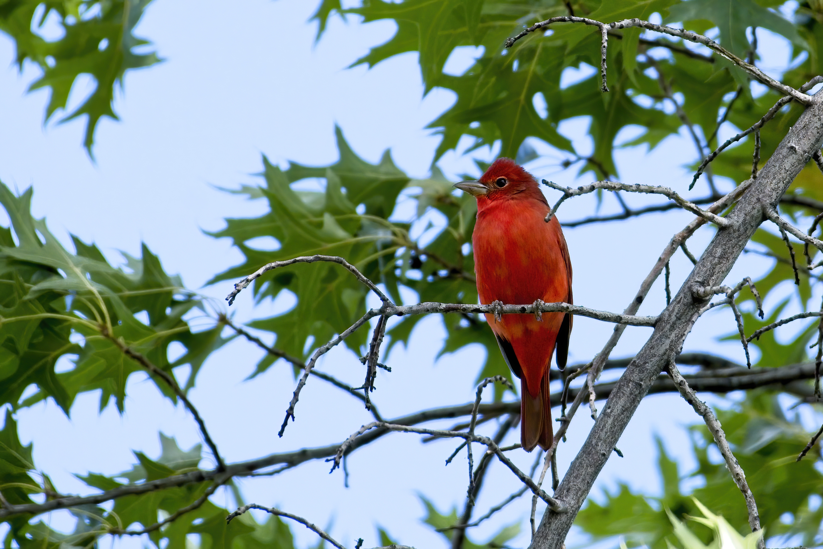 Summer Tanager | Oregon Birding Association