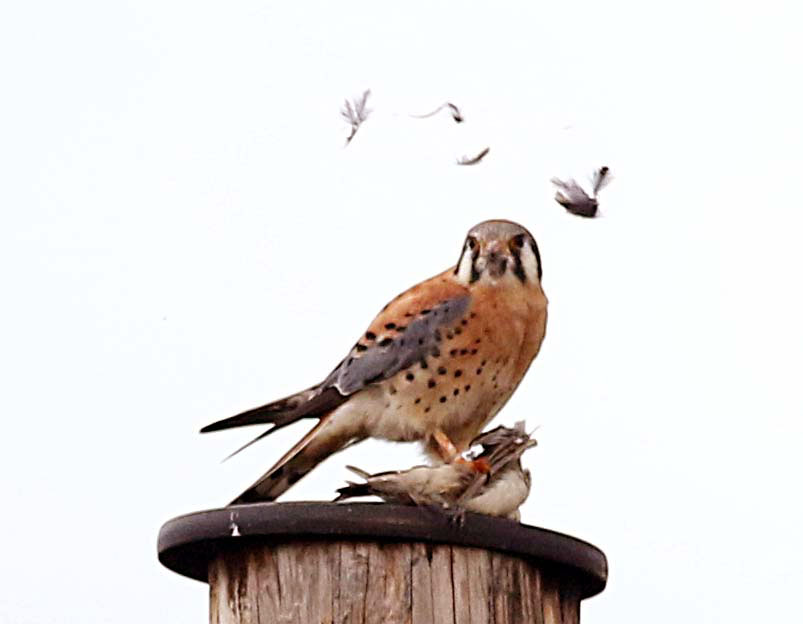 American-Kestrel-Clackamas-Co | Oregon Birding Association