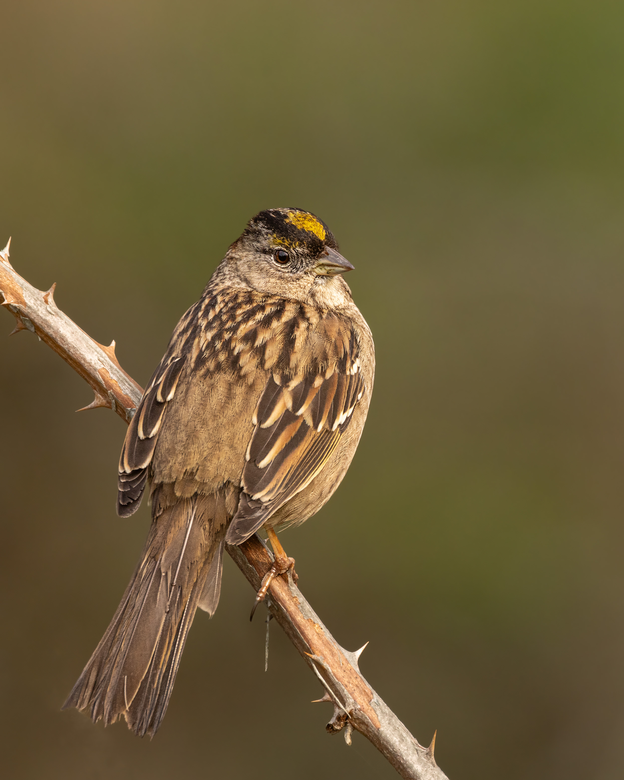 Golden-crowned-Sparrow-Benton-Co | Oregon Birding Association