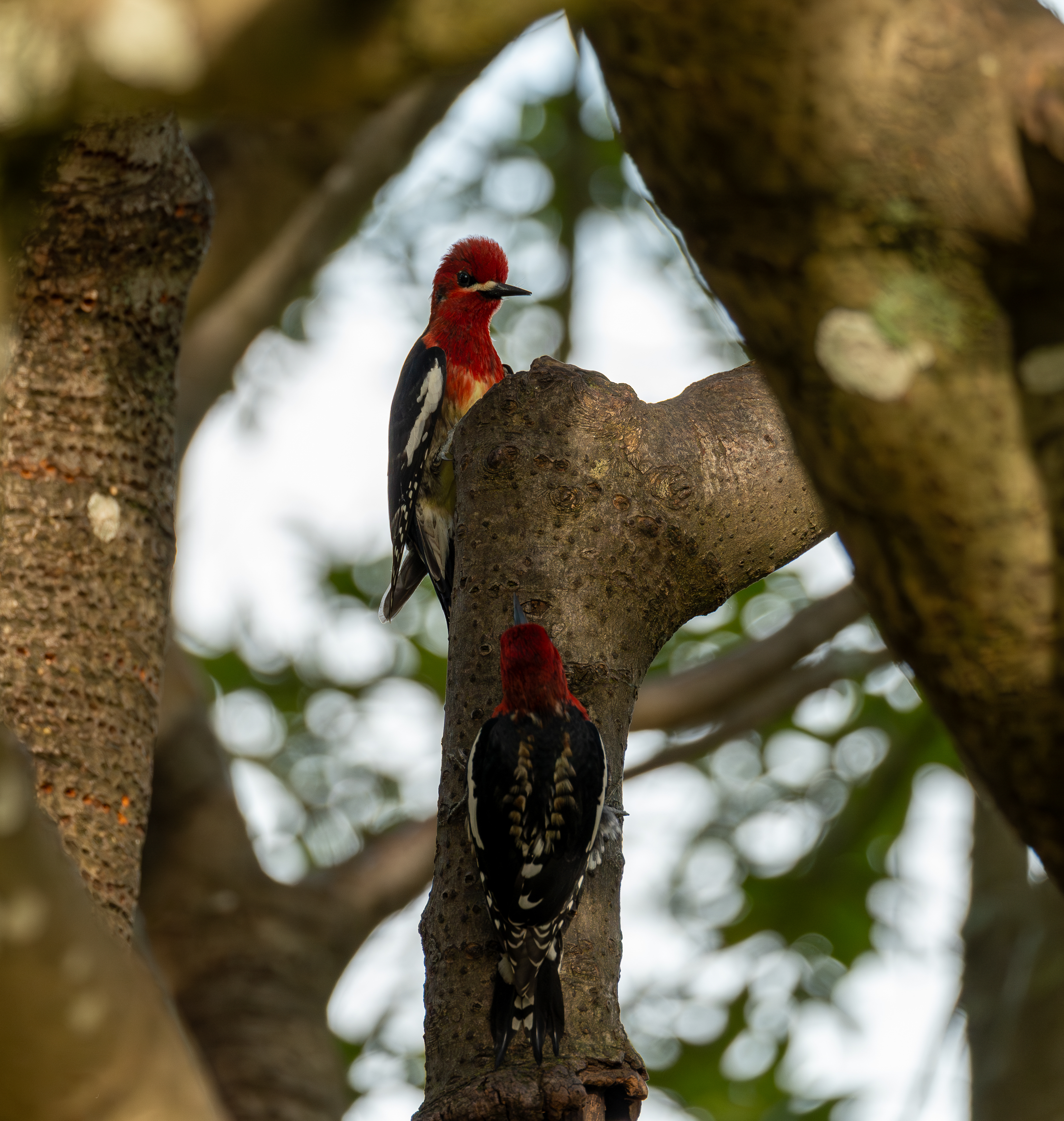 Red-breasted-Sapsucker-in-Multnomah-Co | Oregon Birding Association