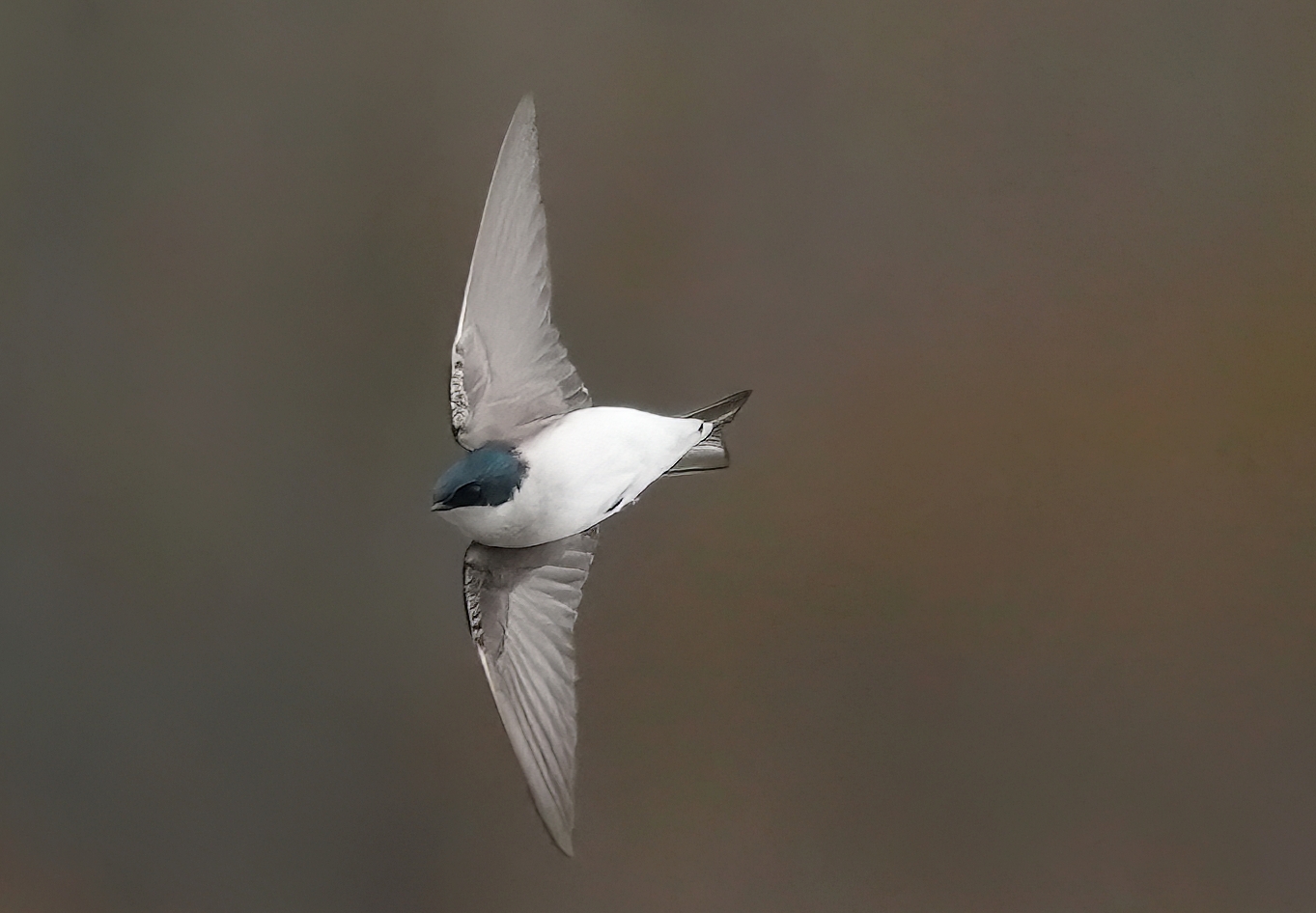 Tree-Swallow-in-Marion-Co | Oregon Birding Association
